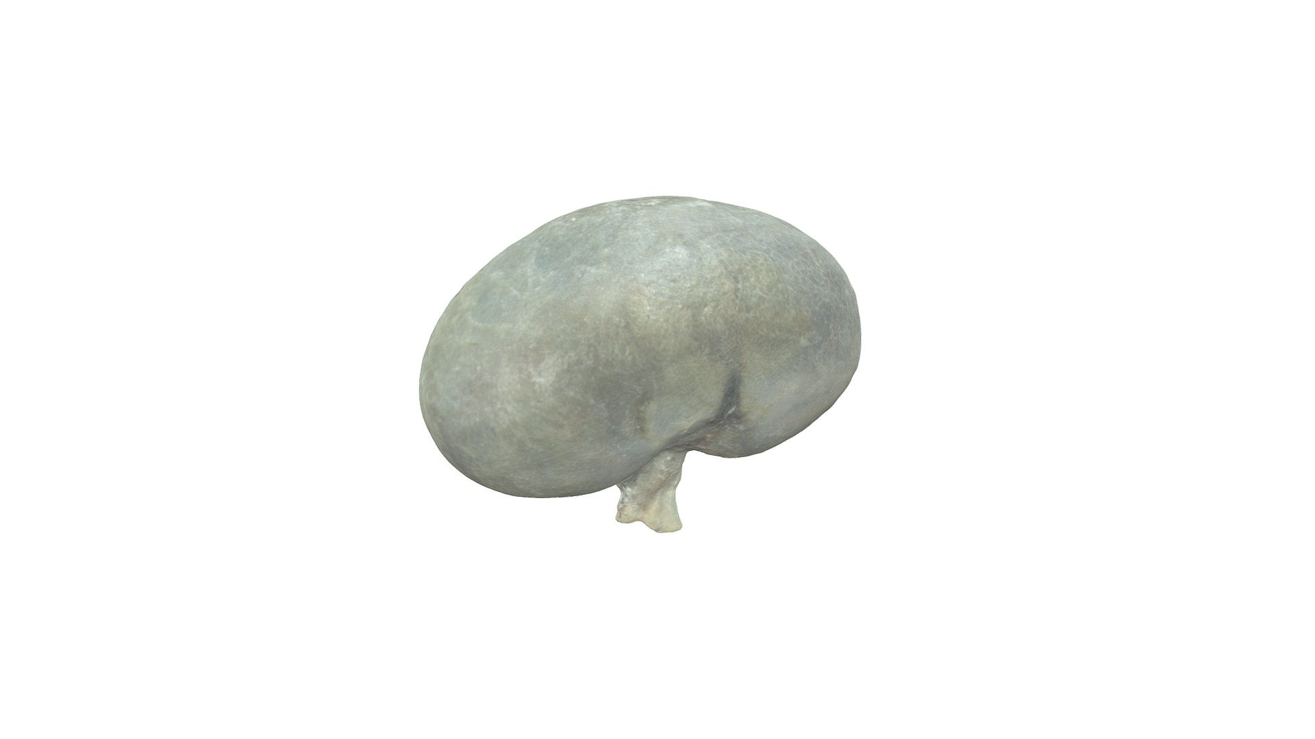 Kidney, dog (plastinate) - 3D model by Vetanat.UZH [f90cf51] - Sketchfab