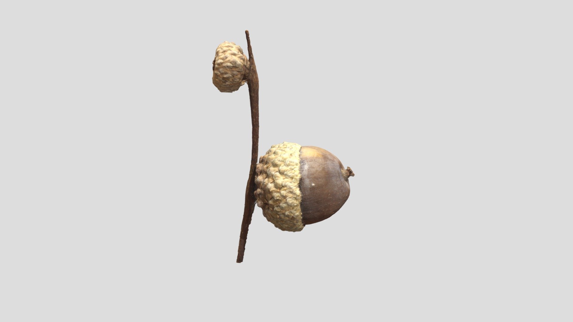 Acorn Pair - 3D model by Lapis Design (@LapisDesign) [f9124c9] - Sketchfab