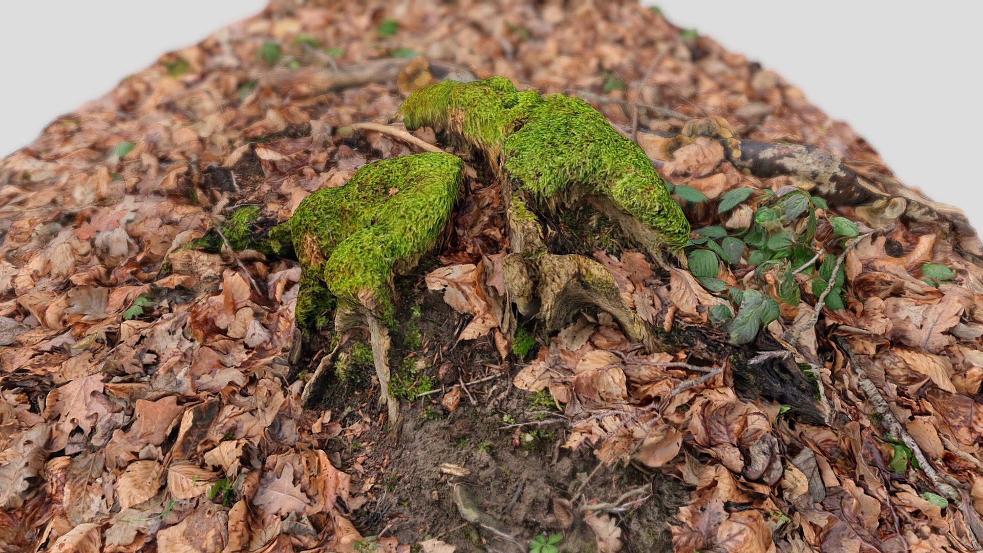 Tree stump scan 8k 033 - Buy Royalty Free 3D model by immerge [f91299f ...