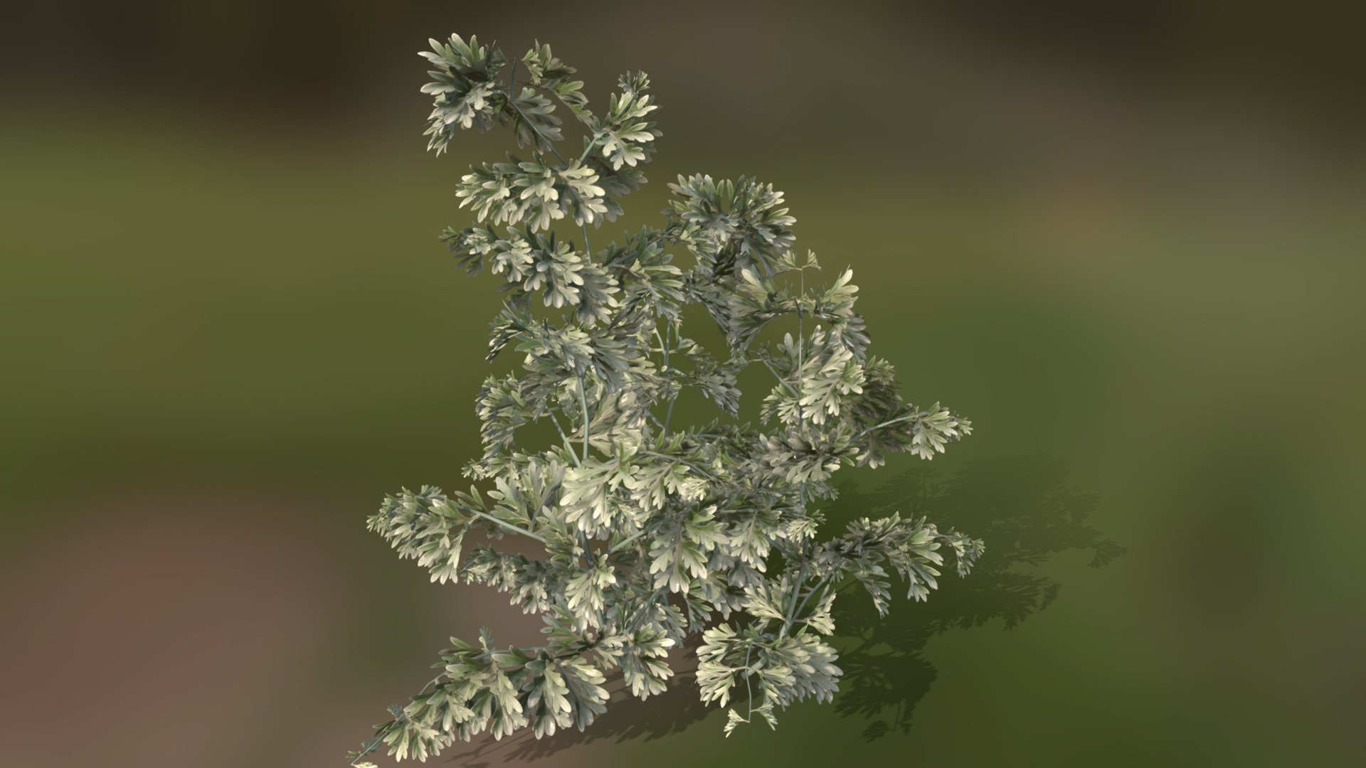 Wormwood (Artemisia absinthium) - 3D model by Paleobiome [f913451 ...