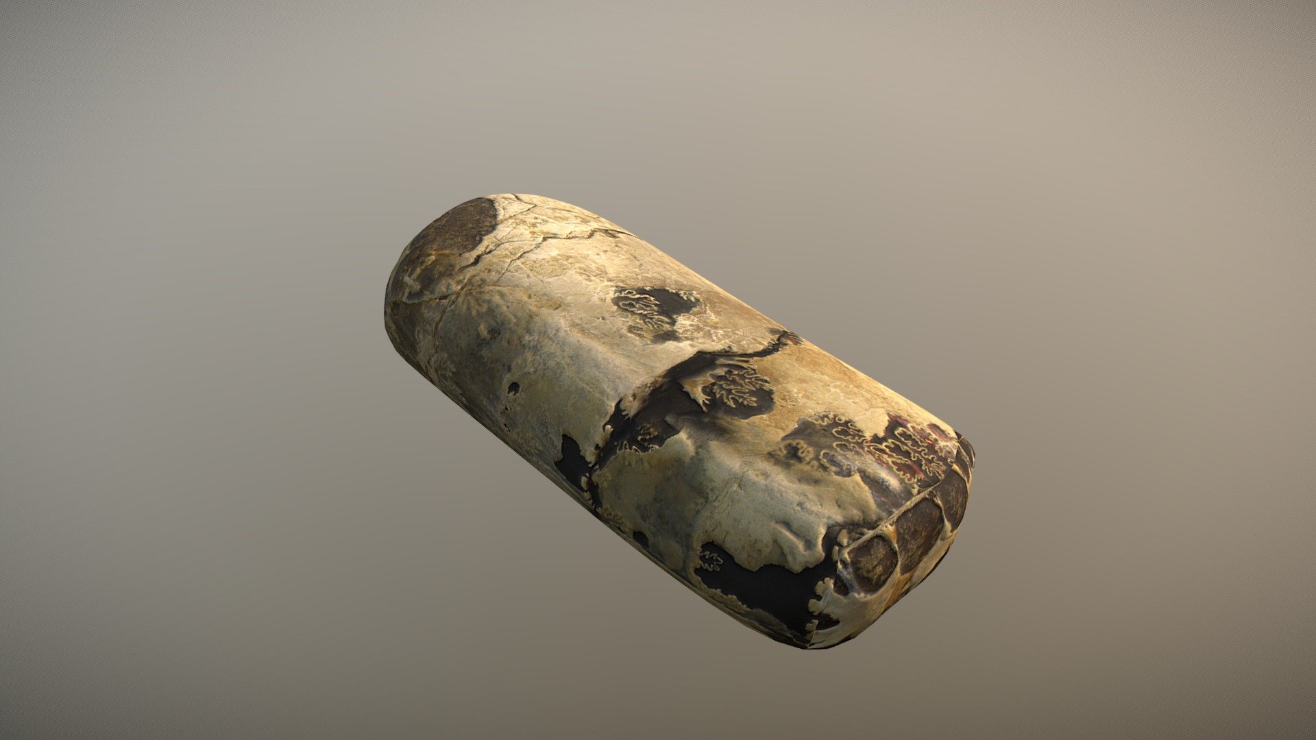 Question 7B Baculites - 3D model by Systematic Paleontology Missouri S ...