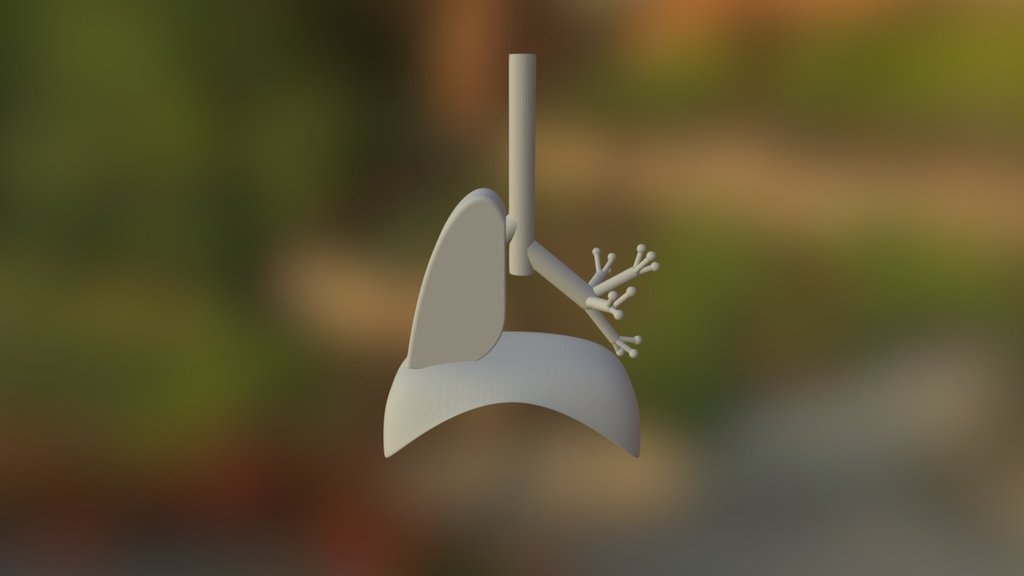 Respiratory System - 3D model by kylotilla [f91465c] - Sketchfab