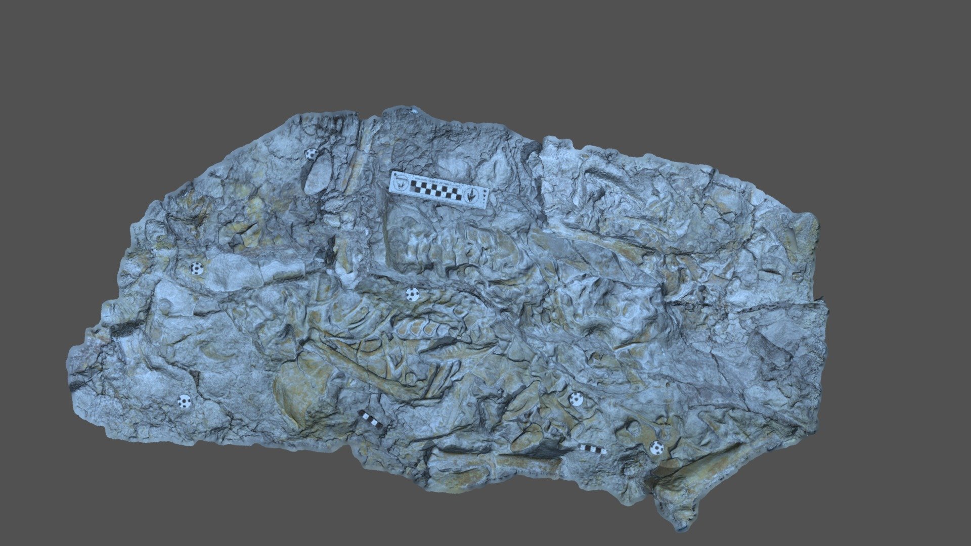 Utahraptor block north - 3D model by UGS paleontology (@dondeblieux ...