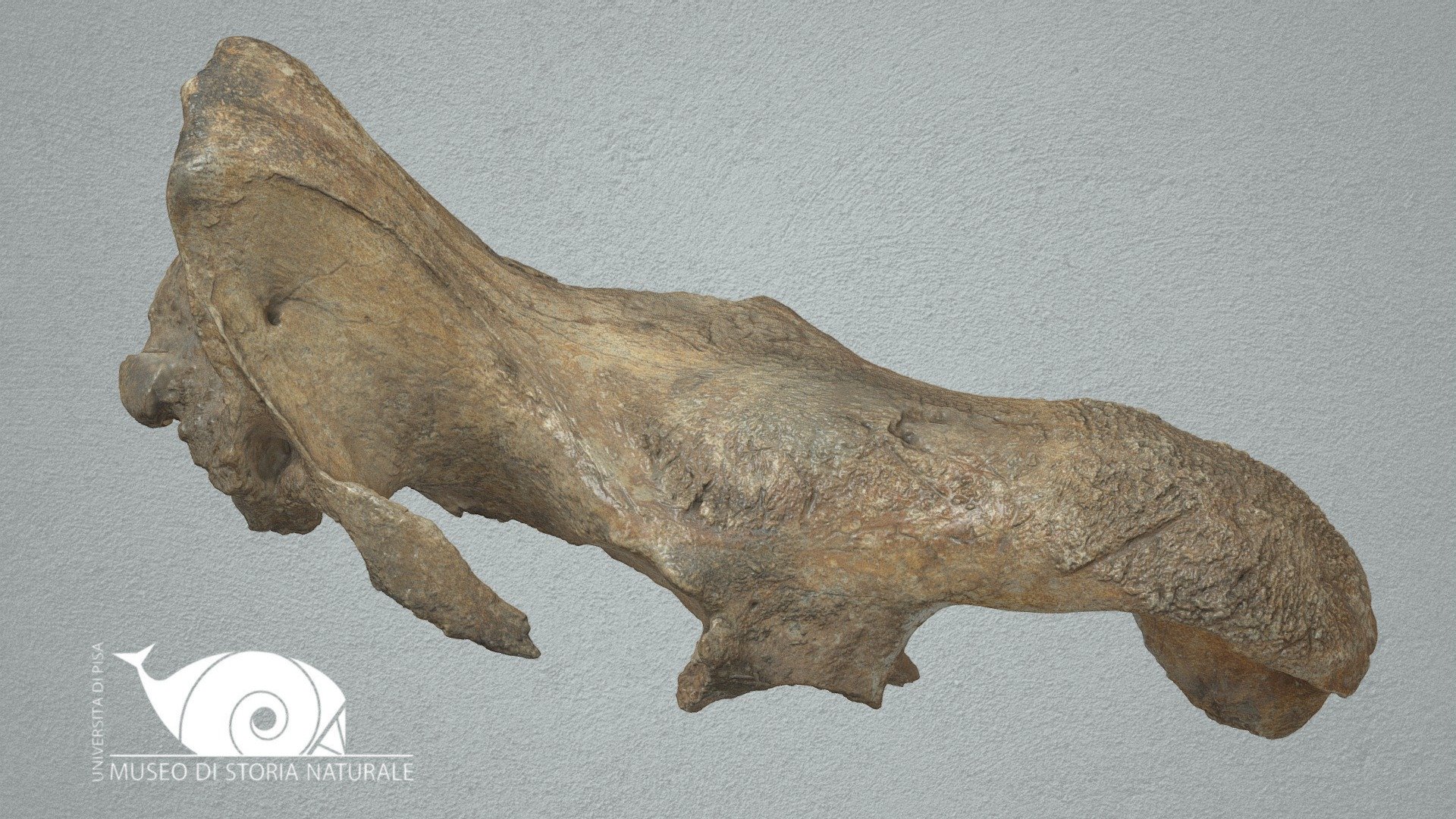 Narrow-nosed rhinoceros (cranium) - 3D model by Natural History Museum ...