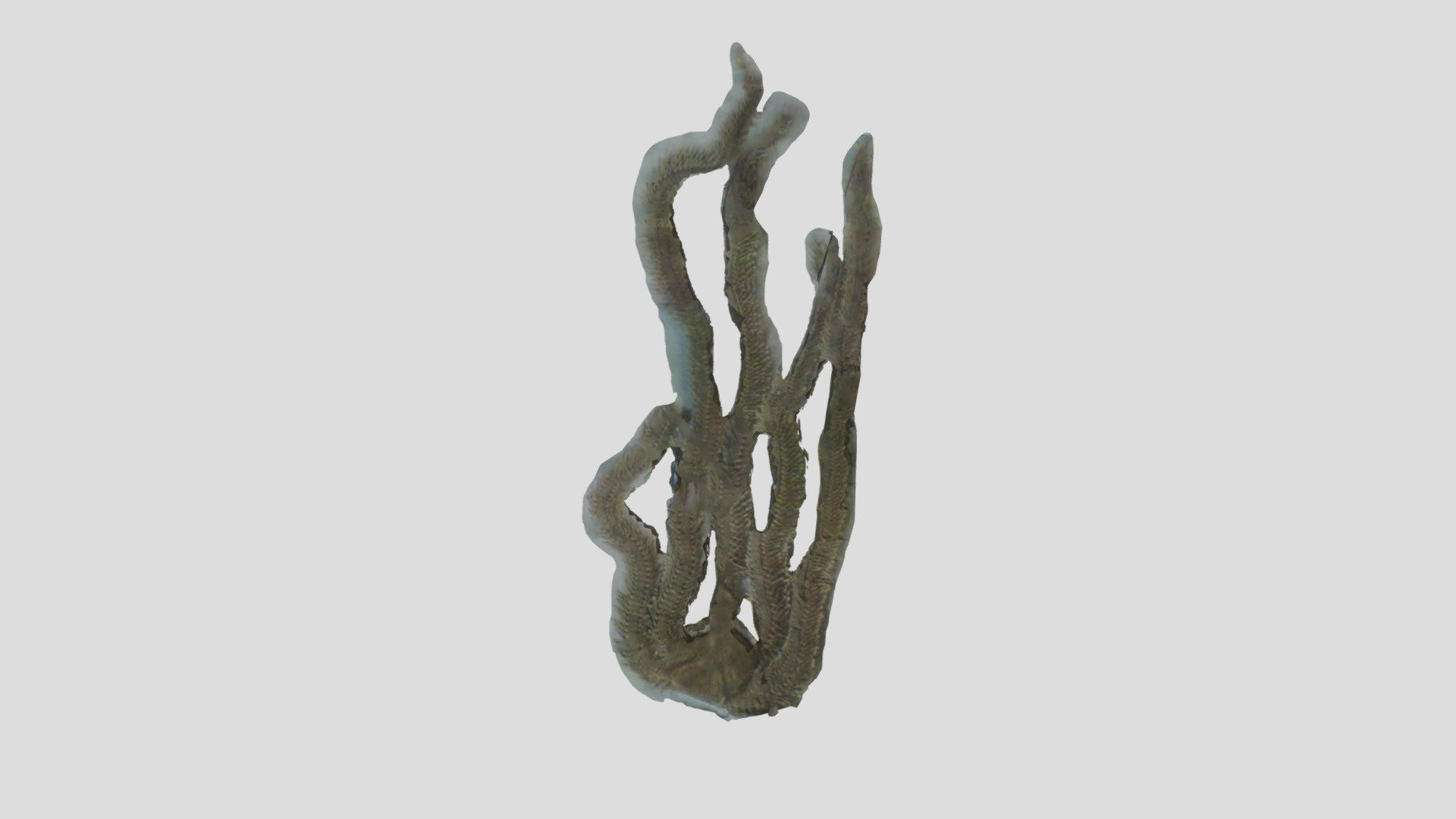 Ofiuro1 vista aboral - Download Free 3D model by coleccionesbiol.3d.sig ...