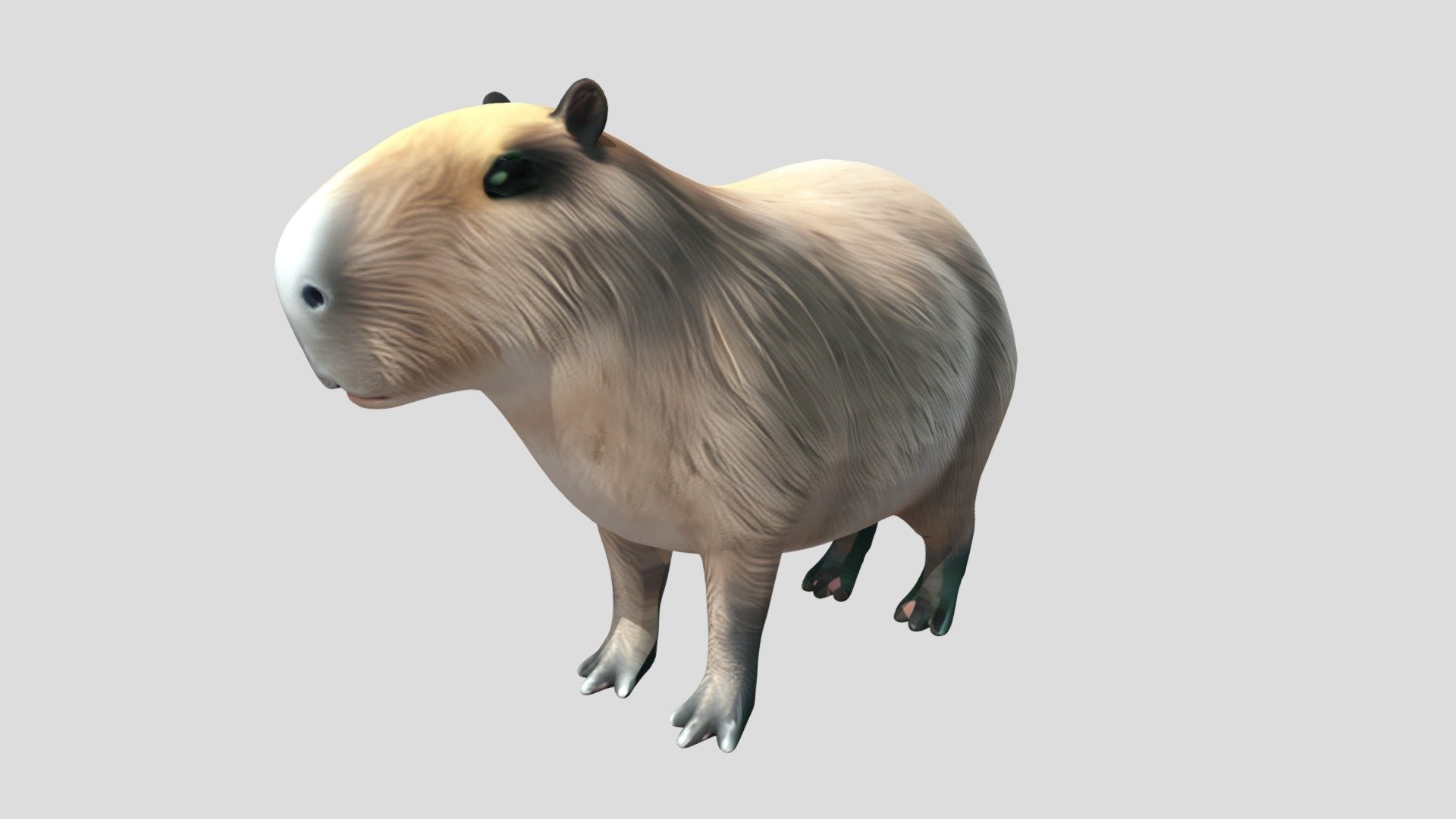 Capybara - Download Free 3D model by dylantneal [f9201e6] - Sketchfab
