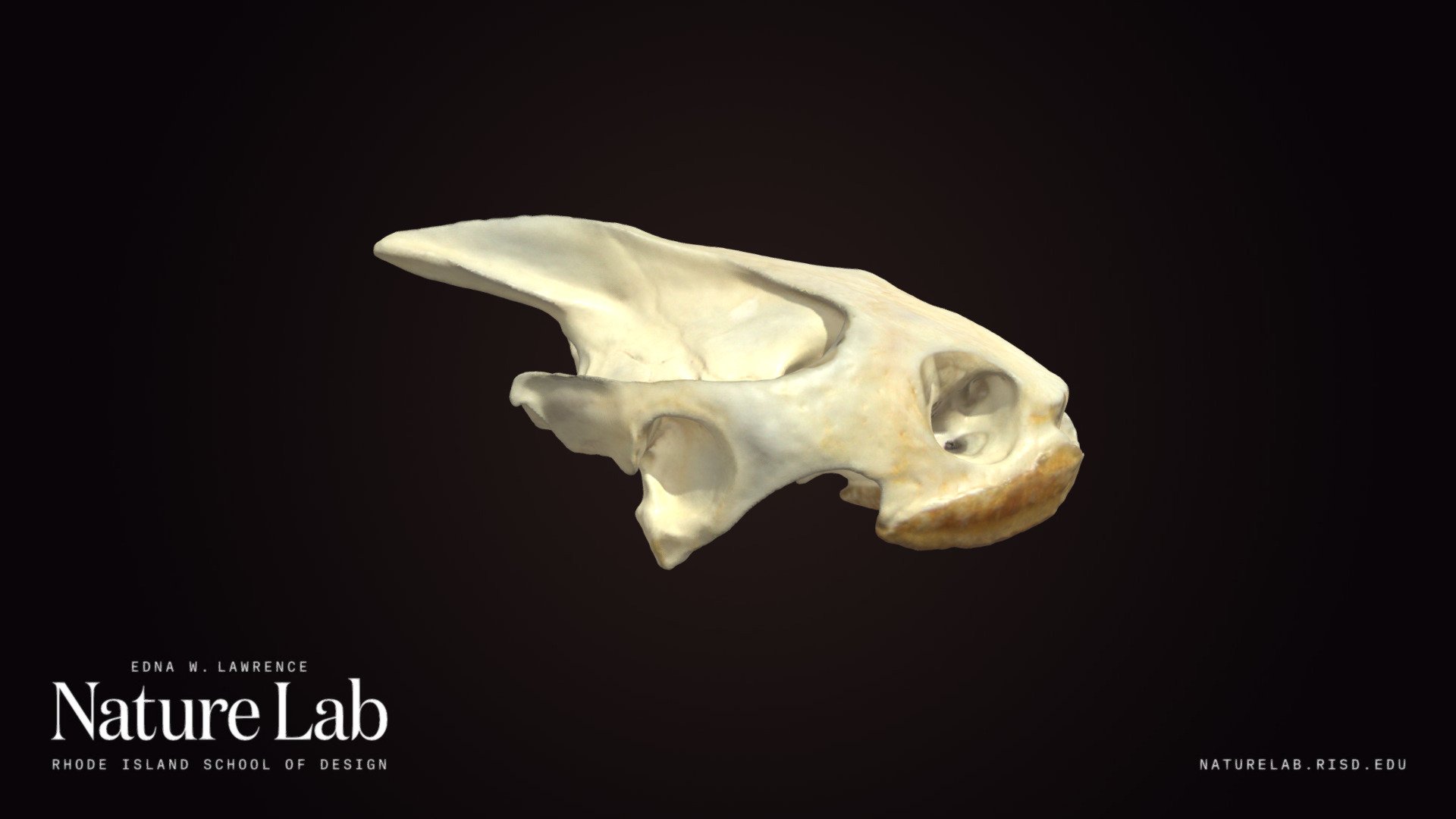 Turtle Cranium - Download Free 3D model by RISD Nature Lab ...