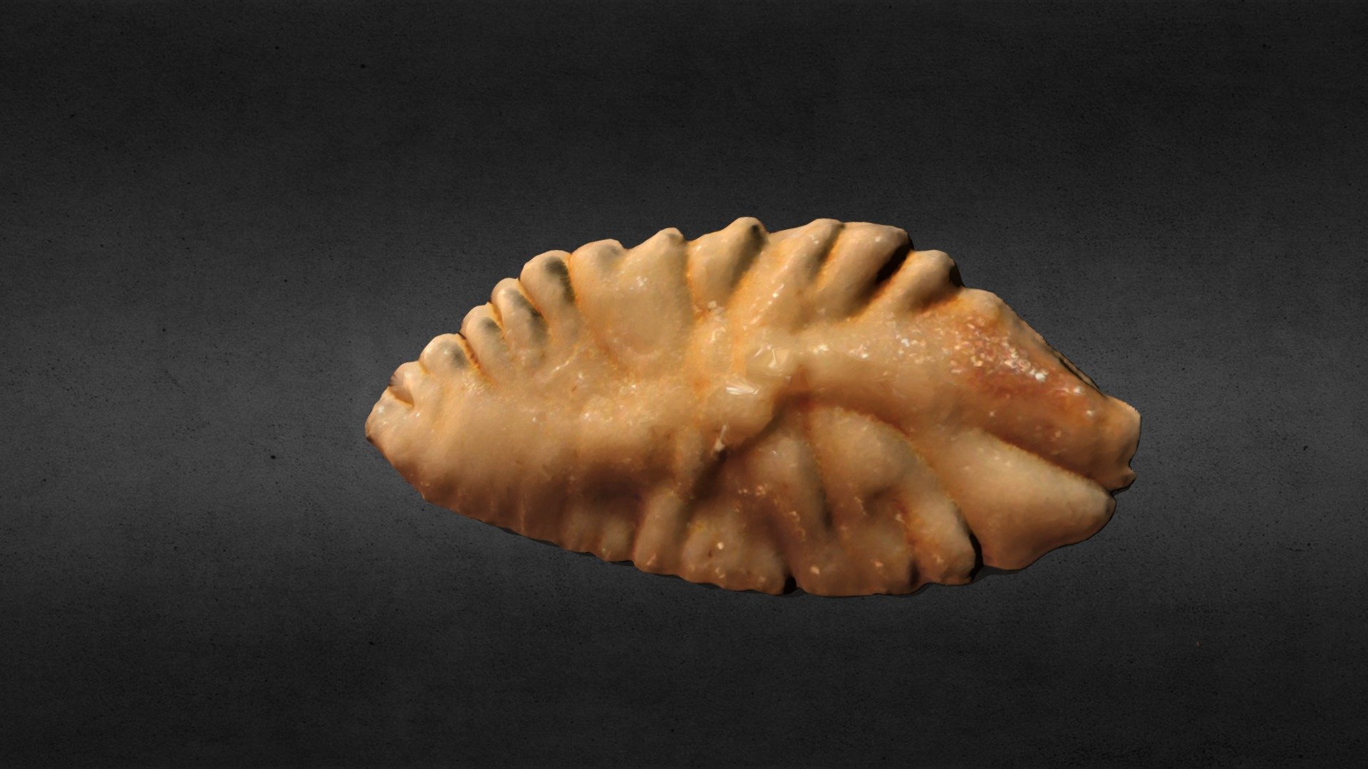 Otolithe fossile de merlu - Download Free 3D model by zlonka [f92829f] - Sketchfab
