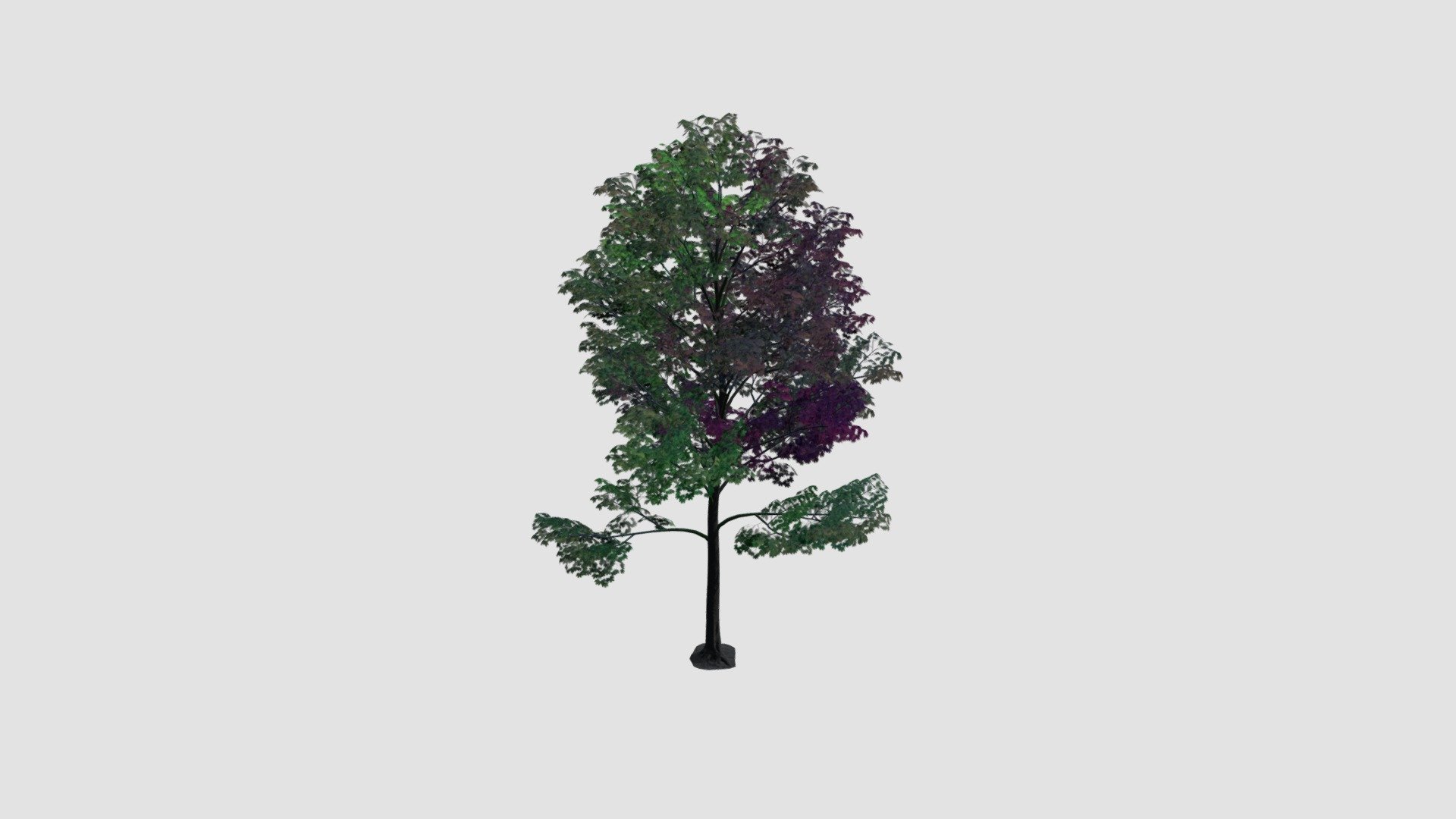 Tree - Buy Royalty Free 3D model by Evermotion [f92e137] - Sketchfab Store