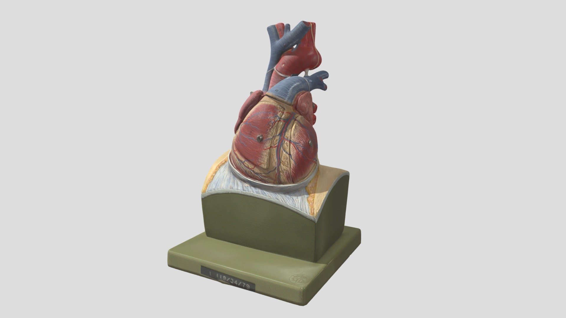 Schliwa_ Herz_ Modell - Download Free 3D model by avmz-aachen [f932f48 ...