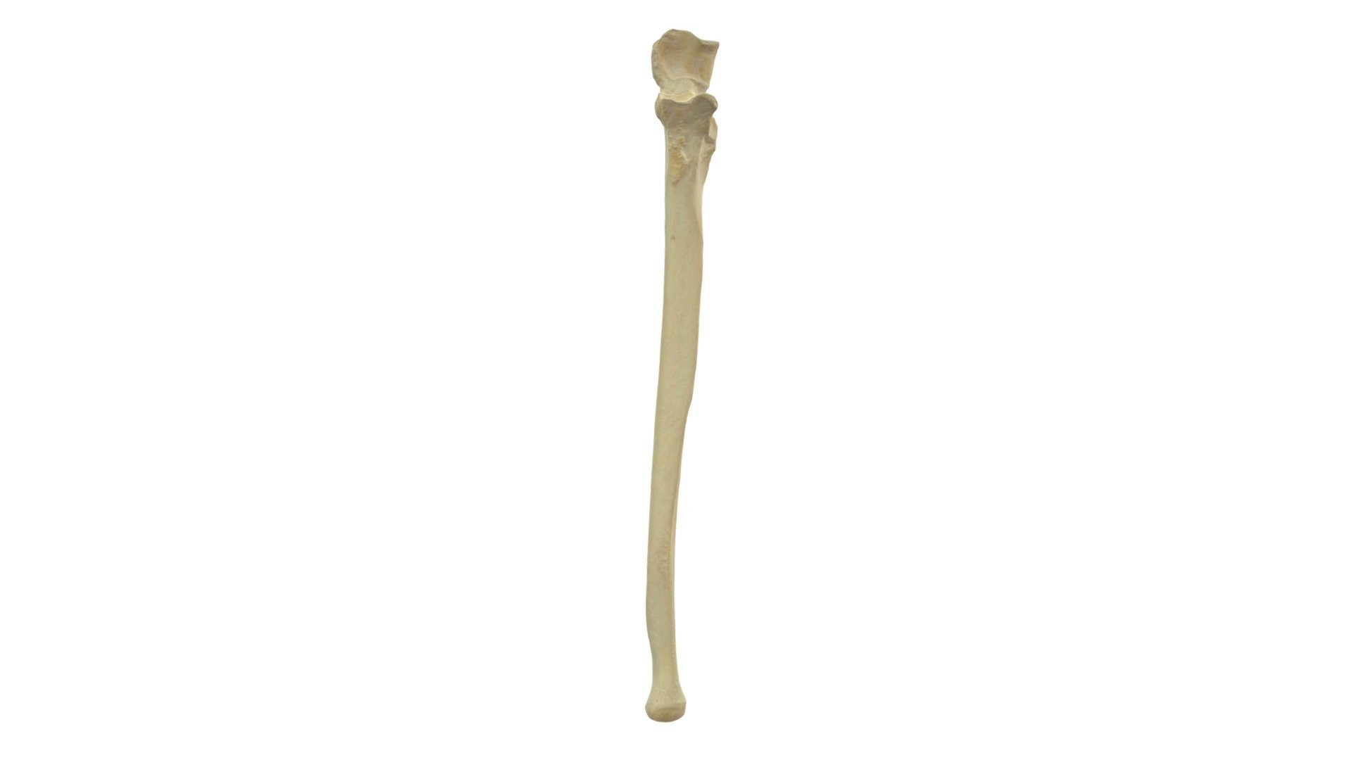 Ulna L - Proximale epifyse - 3D model by Universiteit Antwerpen ...