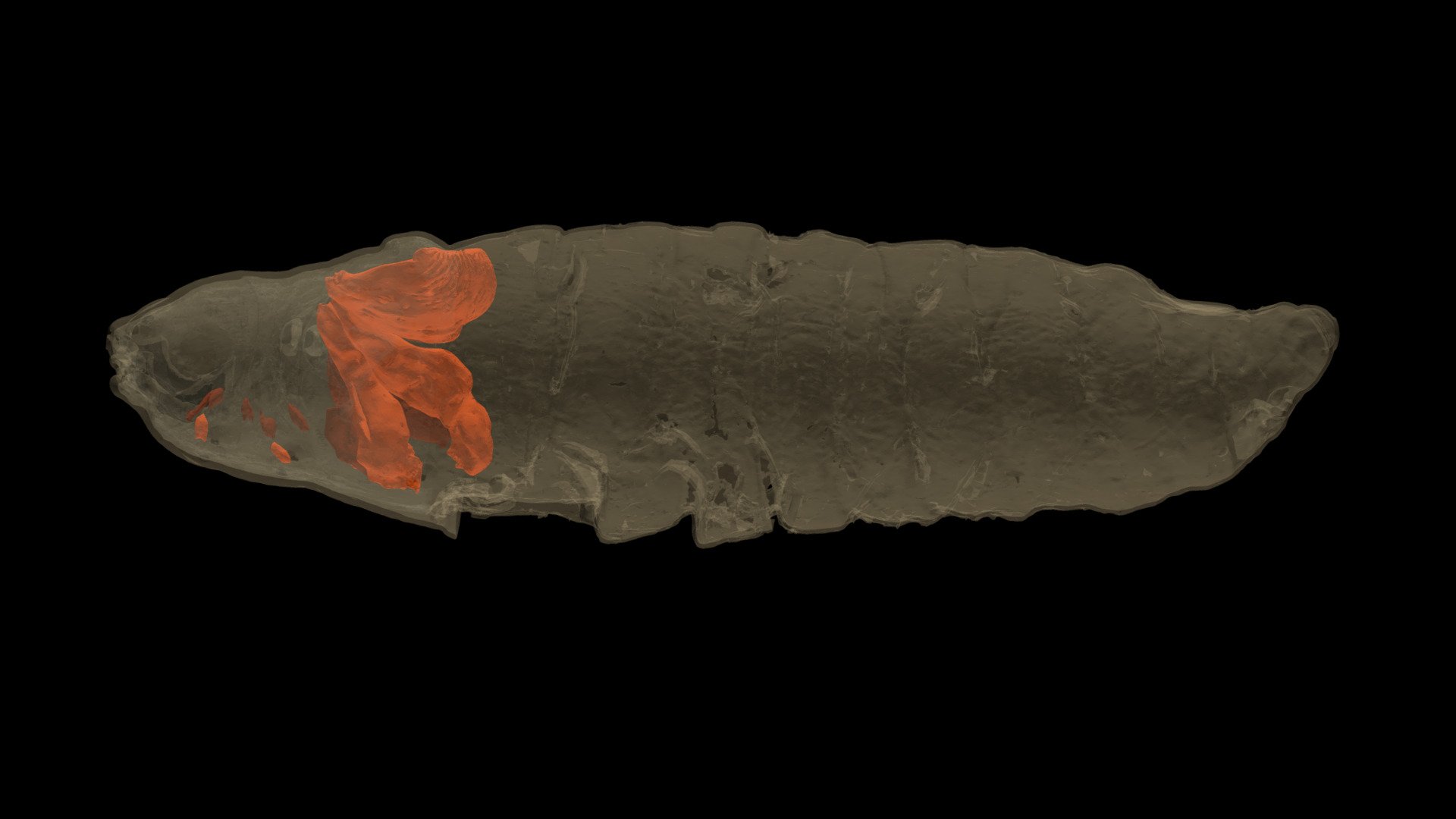 Model 5: Male larva, muscle anlagen of thorax. - 3D model by Entomology ...