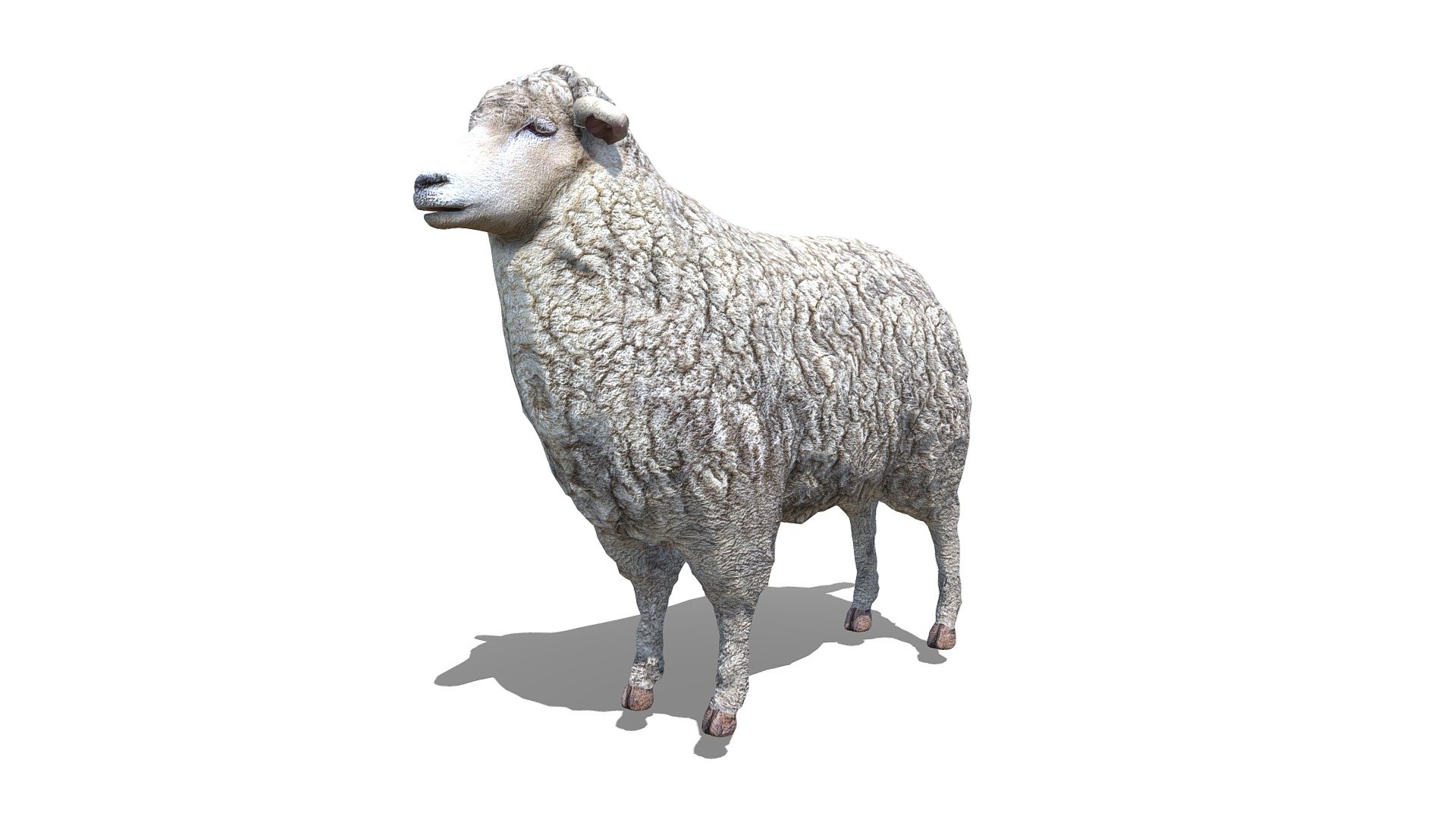 Sheep - 3D model by Studio Lab (@studiolab.dev) [f9349a3] - Sketchfab