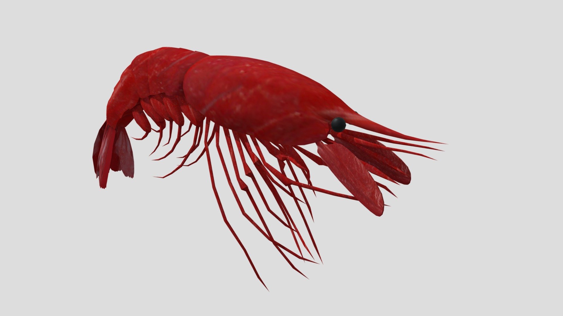 Prawn - Download Free 3D model by victorberdugo1 [f93c039] - Sketchfab