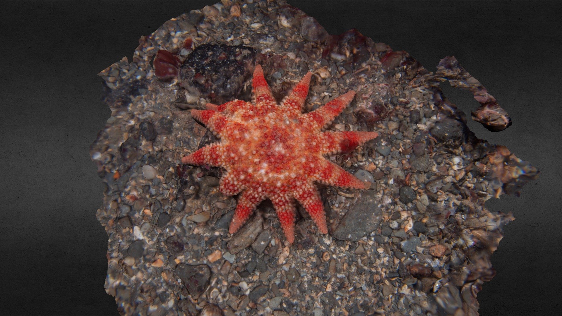 Common sunstar (Crossaster papposus) - 3D model by Jon Chamberlain ...