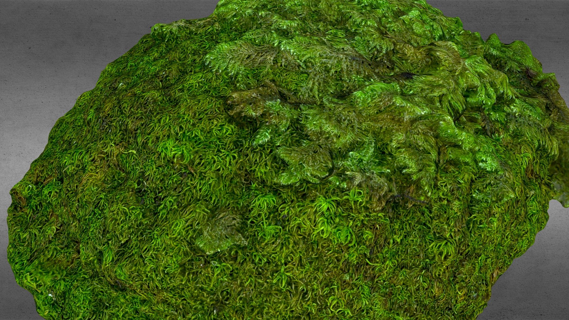 Moss - Buy Royalty Free 3D model by yelizegi - PUNTTULANBRO (@yelizegi ...