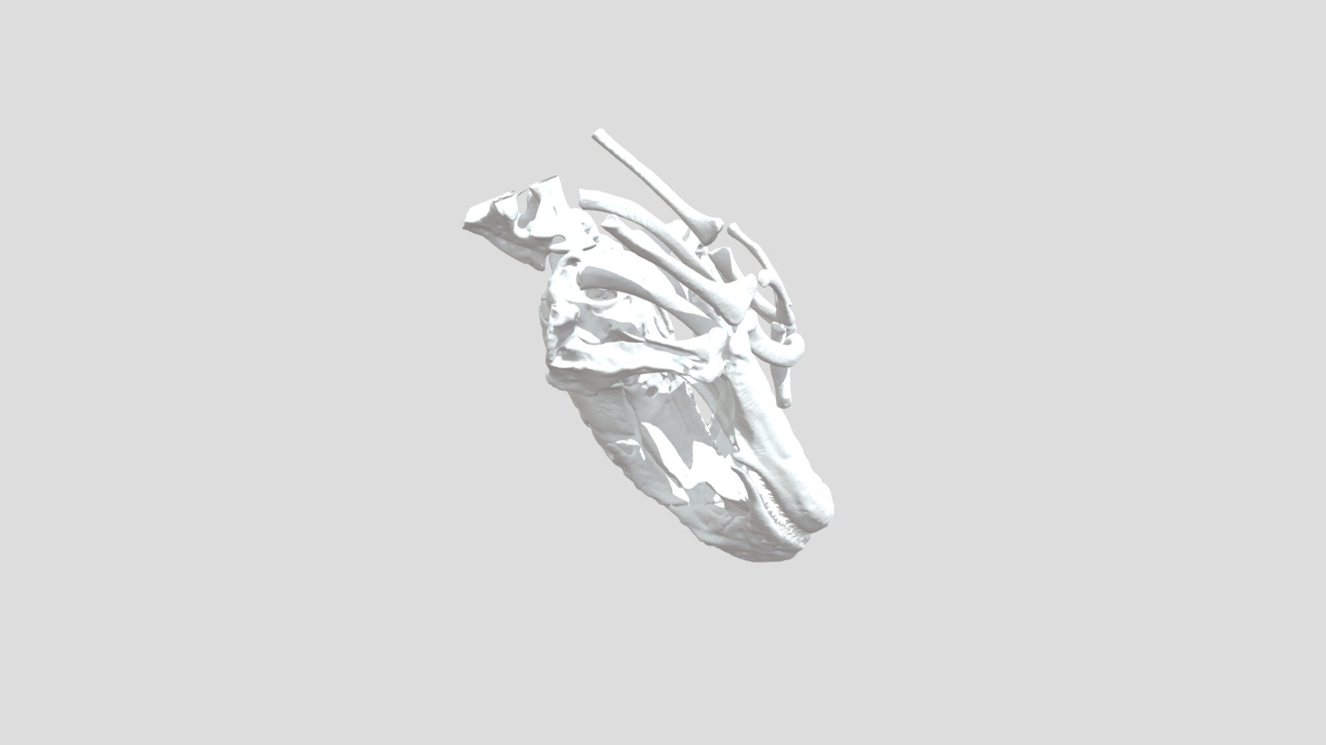 T.rudolfi_51784 - 3D model by ana_bio.bg.ac.rs [f9490d1] - Sketchfab