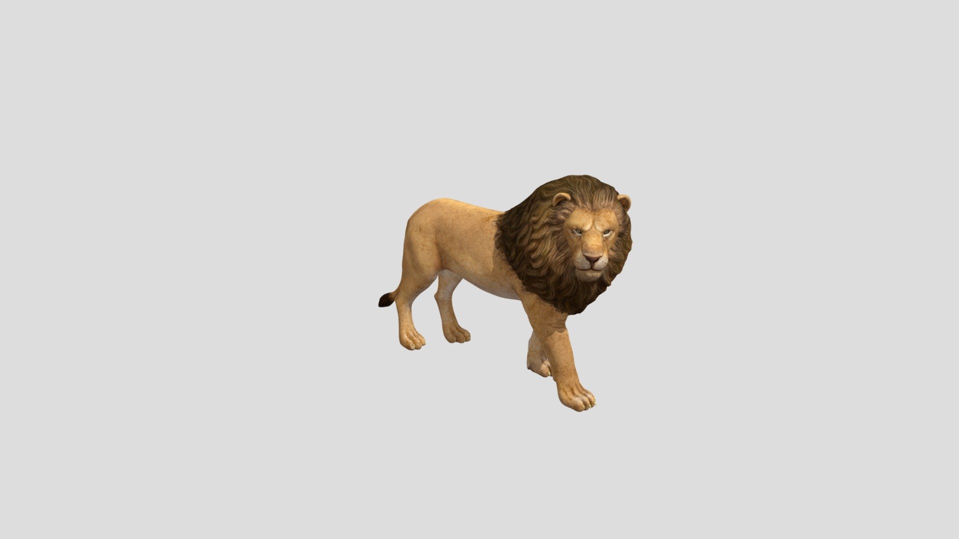 Lion - Download Free 3D model by daniel.jibi [f94d39b] - Sketchfab