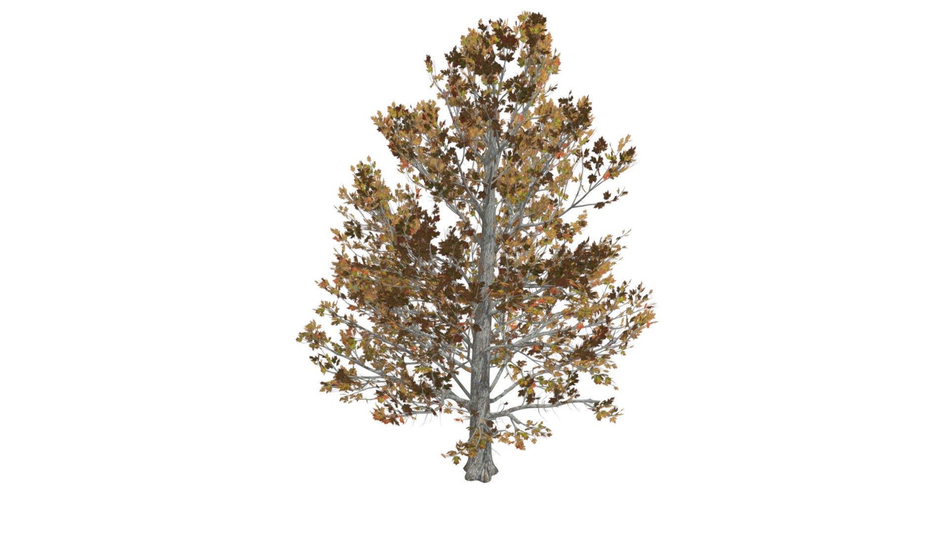 Sugar Maple Tree (Fall) #01 - Buy Royalty Free 3D model by meshshape ...