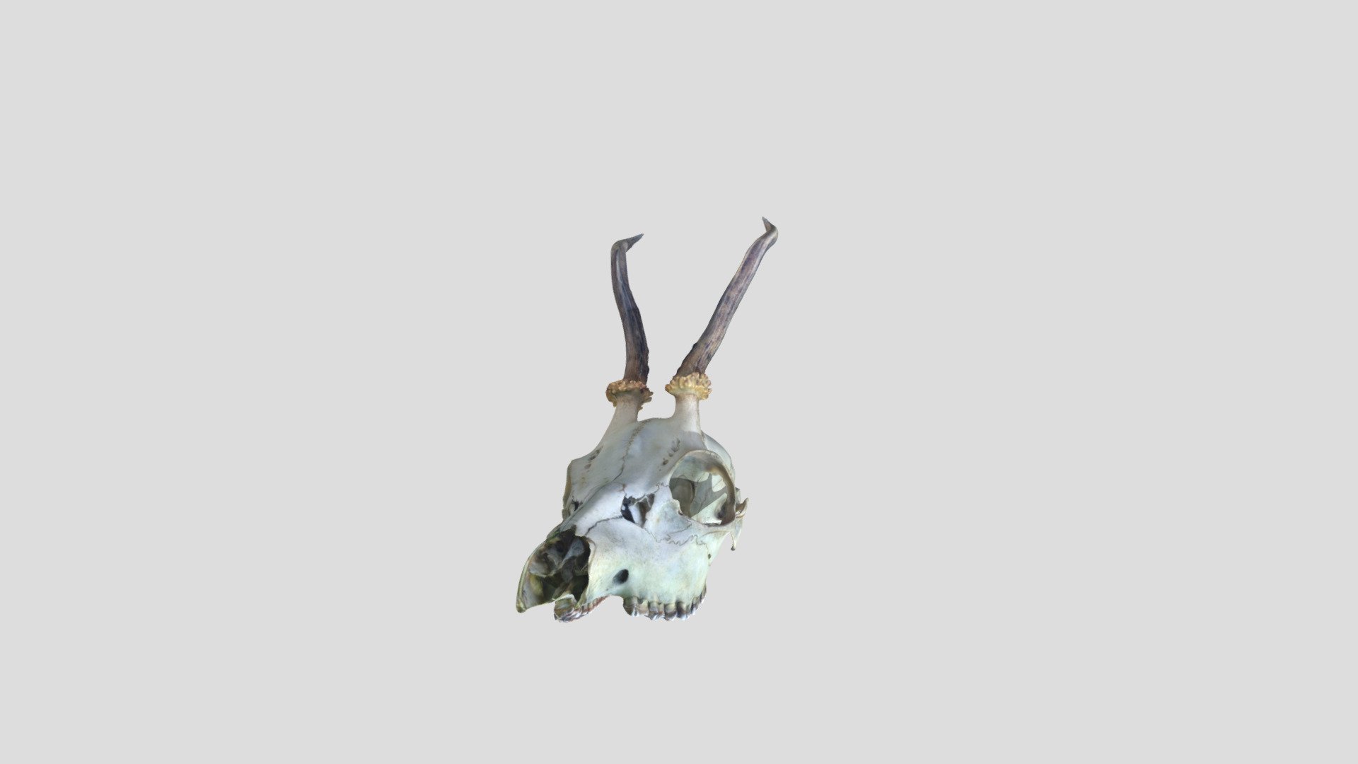 Capreolus_capreolus_M_SAP.ZOO.2024-1_sca - 3D model by Davide Tamagnini ...