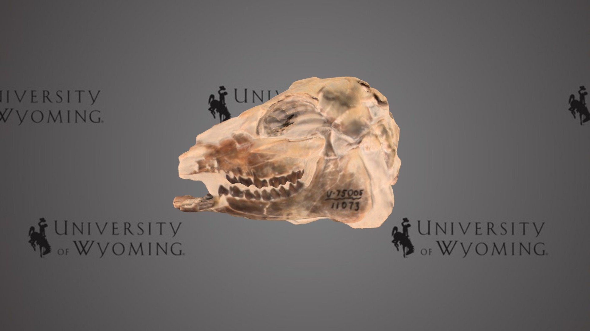 UW 11073 Hypertragulus - Download Free 3D model by University of ...