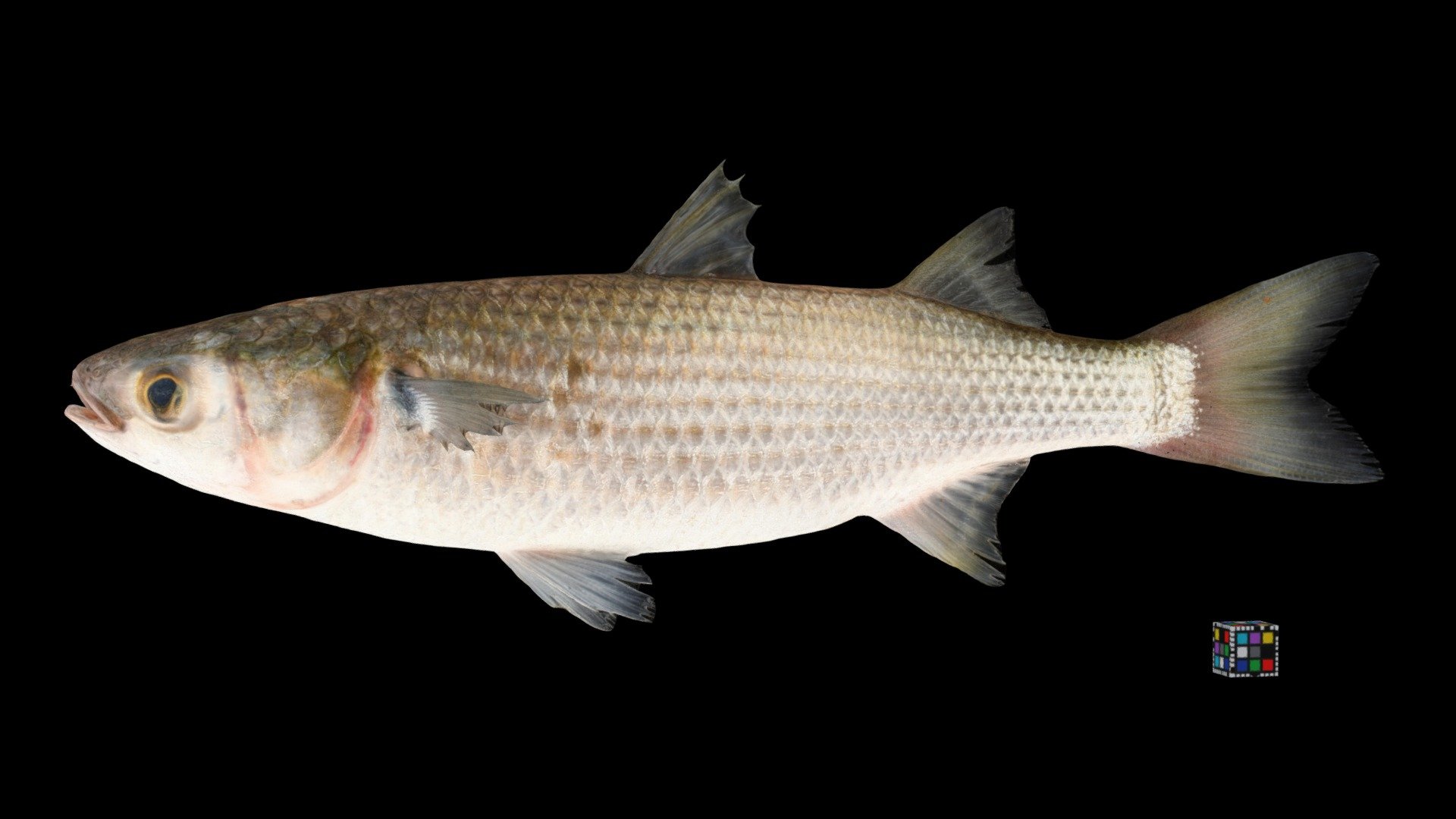 CC0 ボラ 🐟 ♂ Flathead Mullet, Mugil cephalus - Download Free 3D model by ...