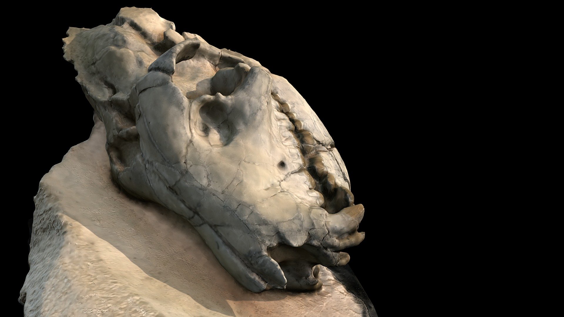 Merycoidodon culbertsoni Skull - 3D model by Naturalselectionfossils ...