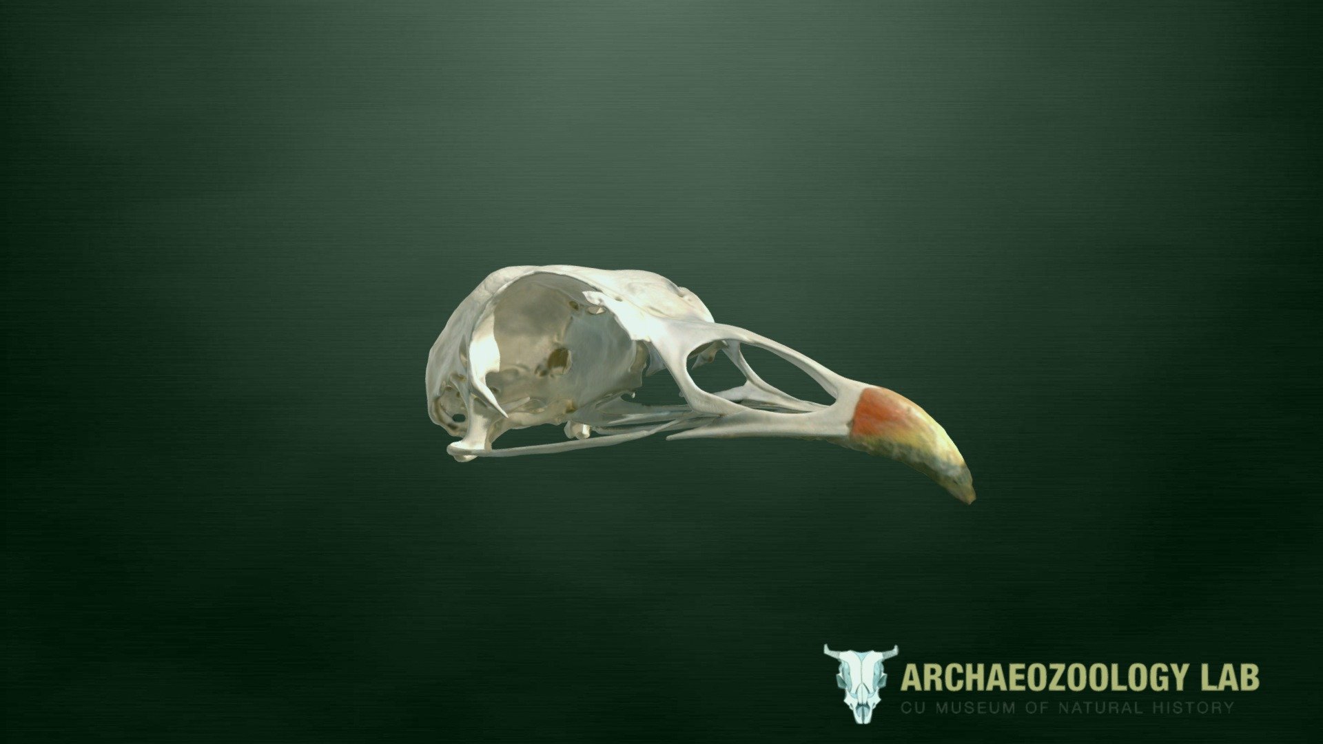 CUMNH Archaeozoology Collections - Turkey Skull - 3D model by william ...