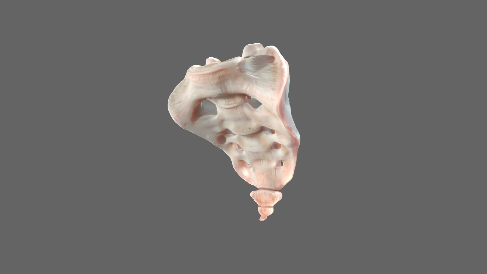 Male sacrum - 3D model by Hannah Bryce Ely, CMI (@Hely_art) [f96dad1 ...
