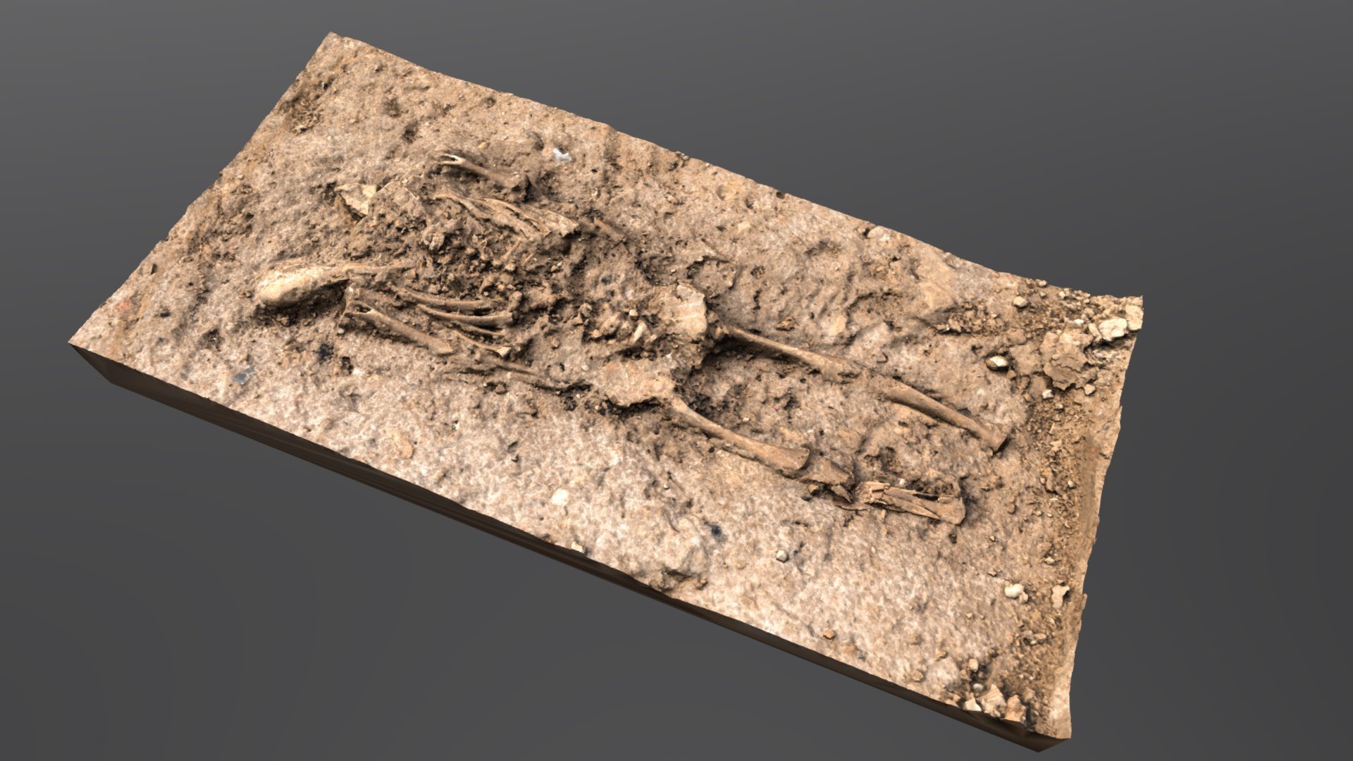 Baby skeleton about 40cm - 3D model by DavidSteinbrede [f96f6be ...