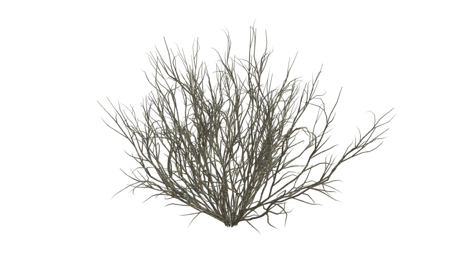 Broom Snakeweed #09 - Buy Royalty Free 3D model by meshshape [f96fe72 ...