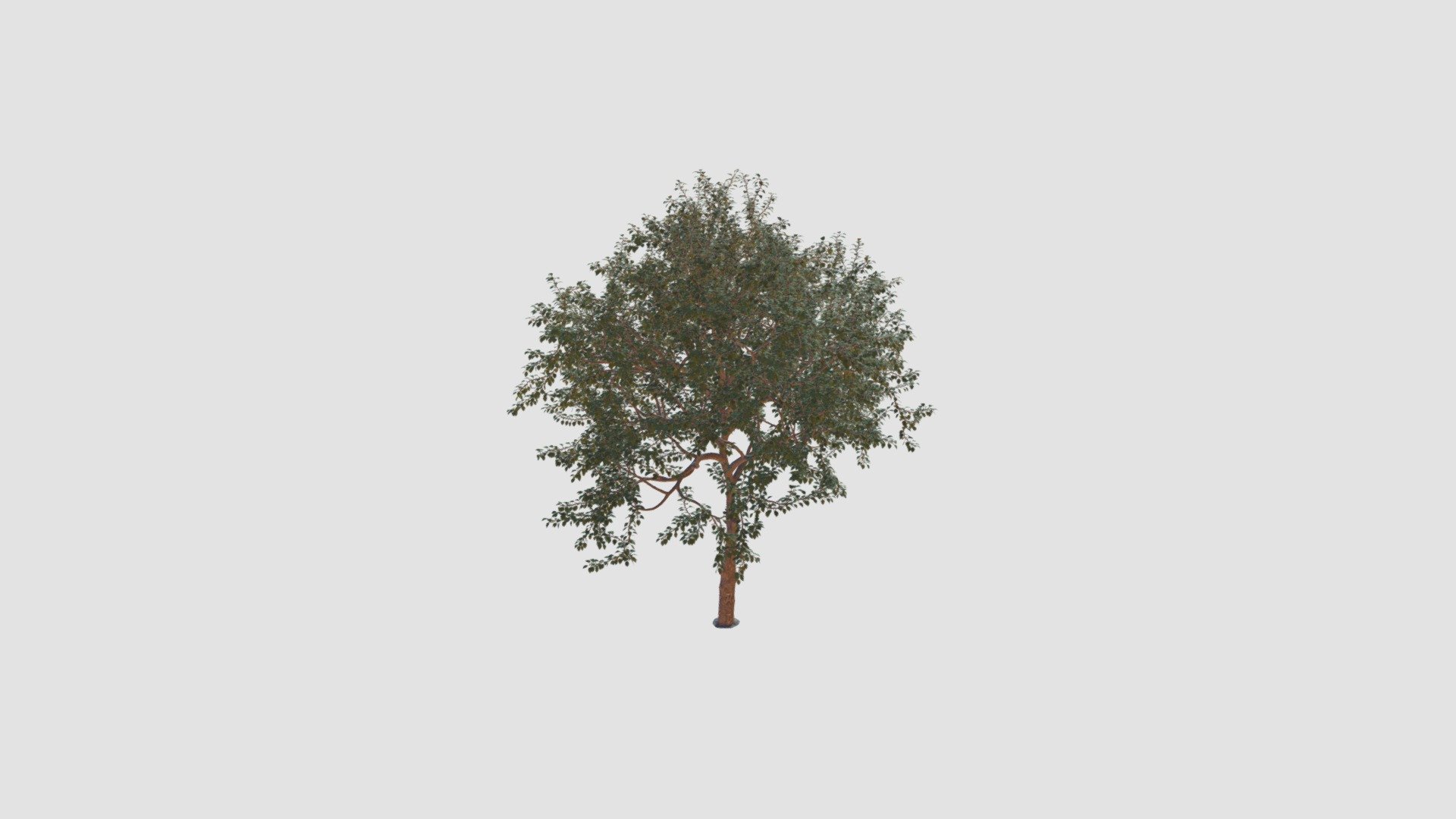 tree - Buy Royalty Free 3D model by Evermotion [f972e02] - Sketchfab Store
