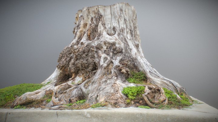 Old-tree 3D models - Sketchfab