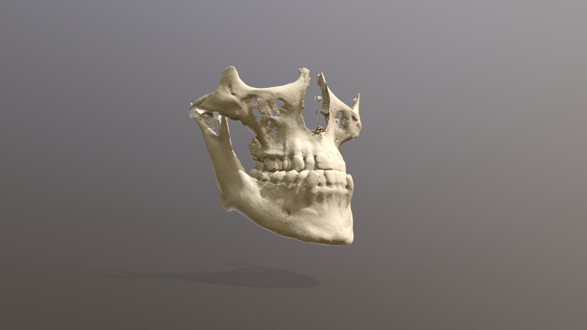 Annotated Tooth Types - Download Free 3D model by sgl3439 [f97b163 ...