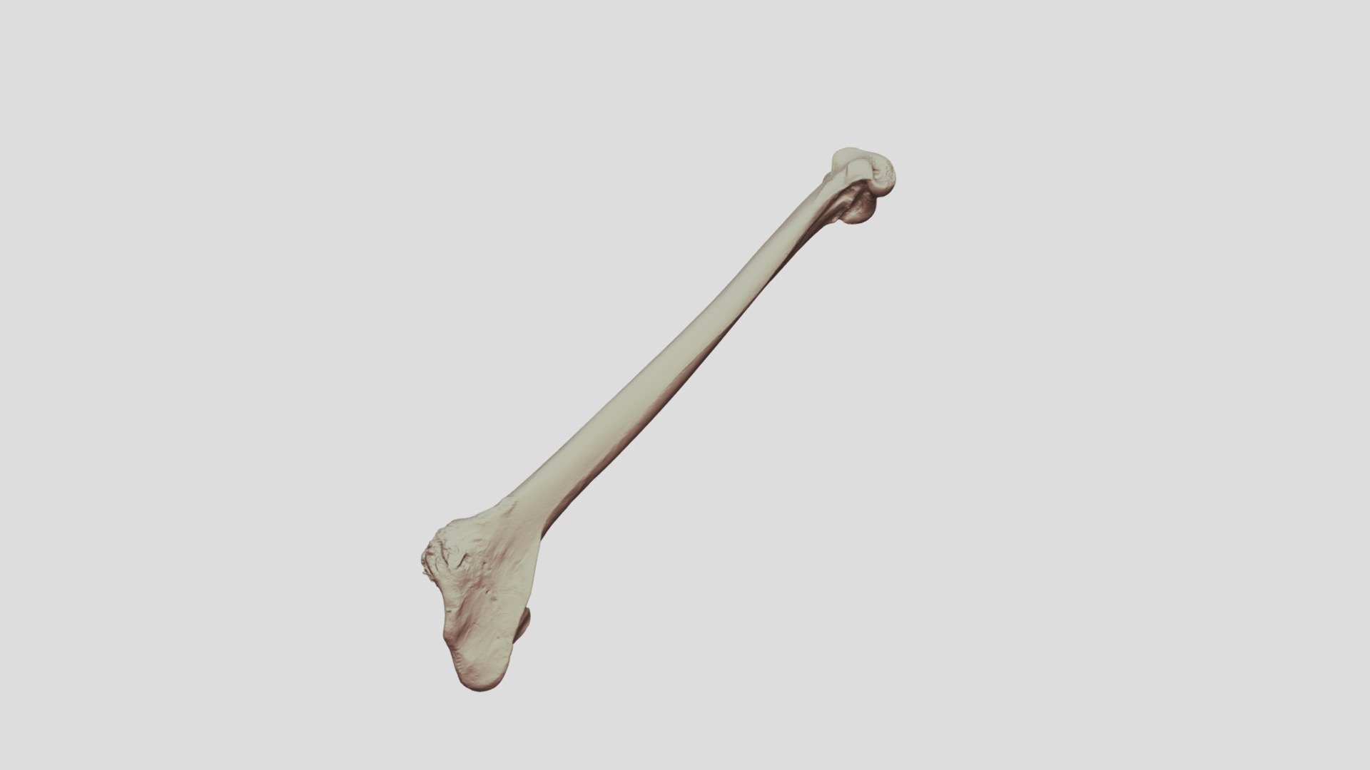 Dhinawan (emu) bone - Download Free 3D model by dmaf.lab [f97b16c ...