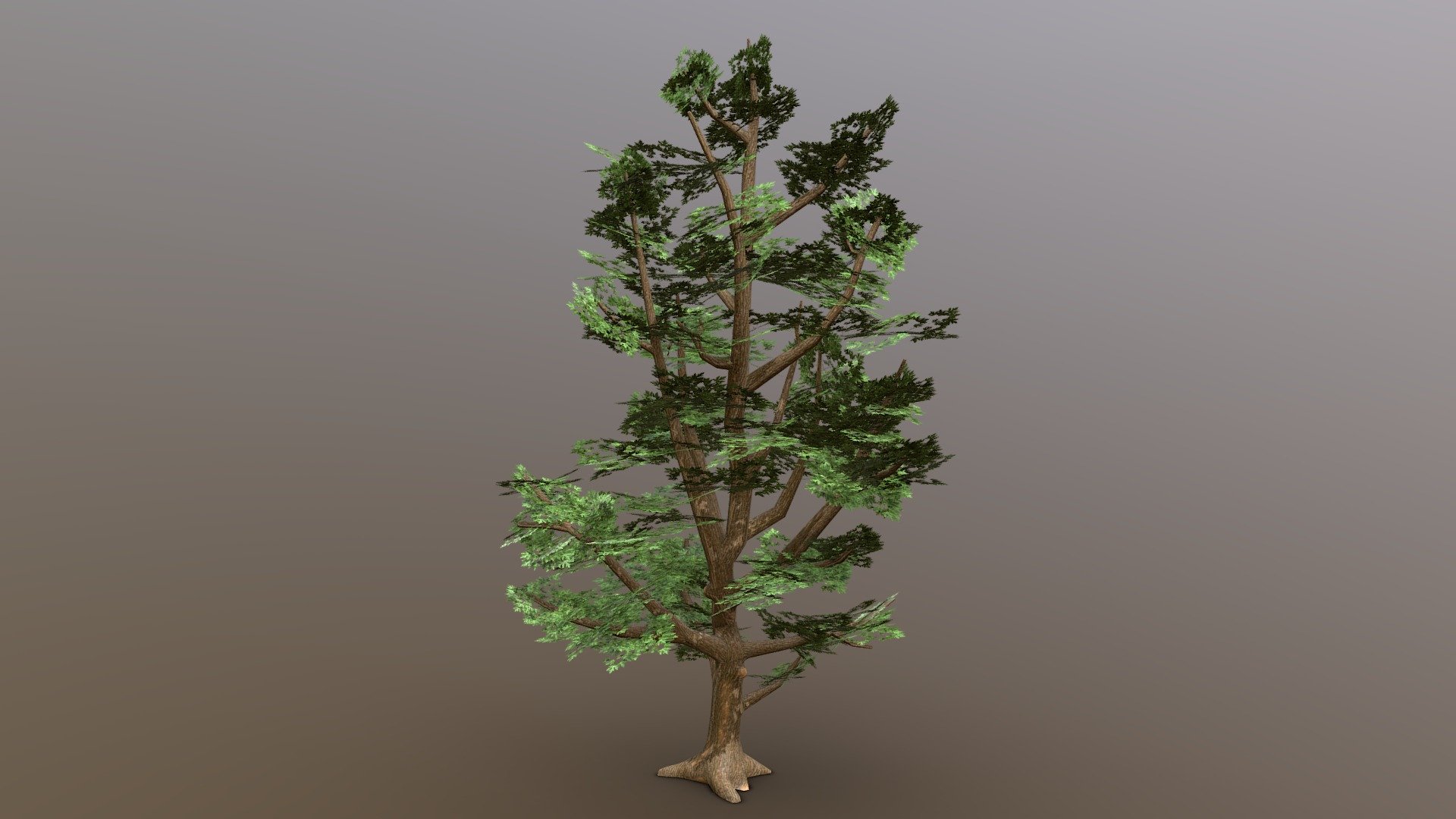 Maple Tree - 3D model by Fall270 (@Fallen270) [f980990] - Sketchfab