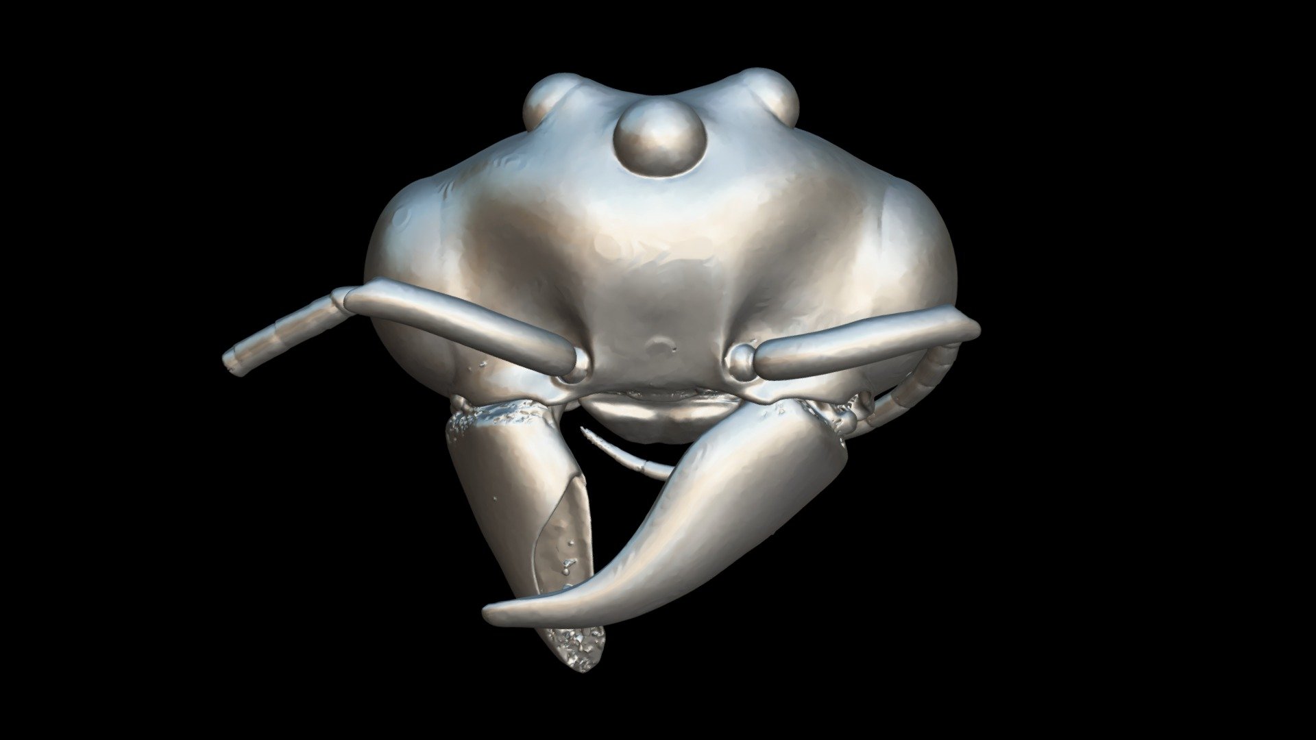 Dorylus helvolus Male Head - Download Free 3D model by C. J. Howard ...