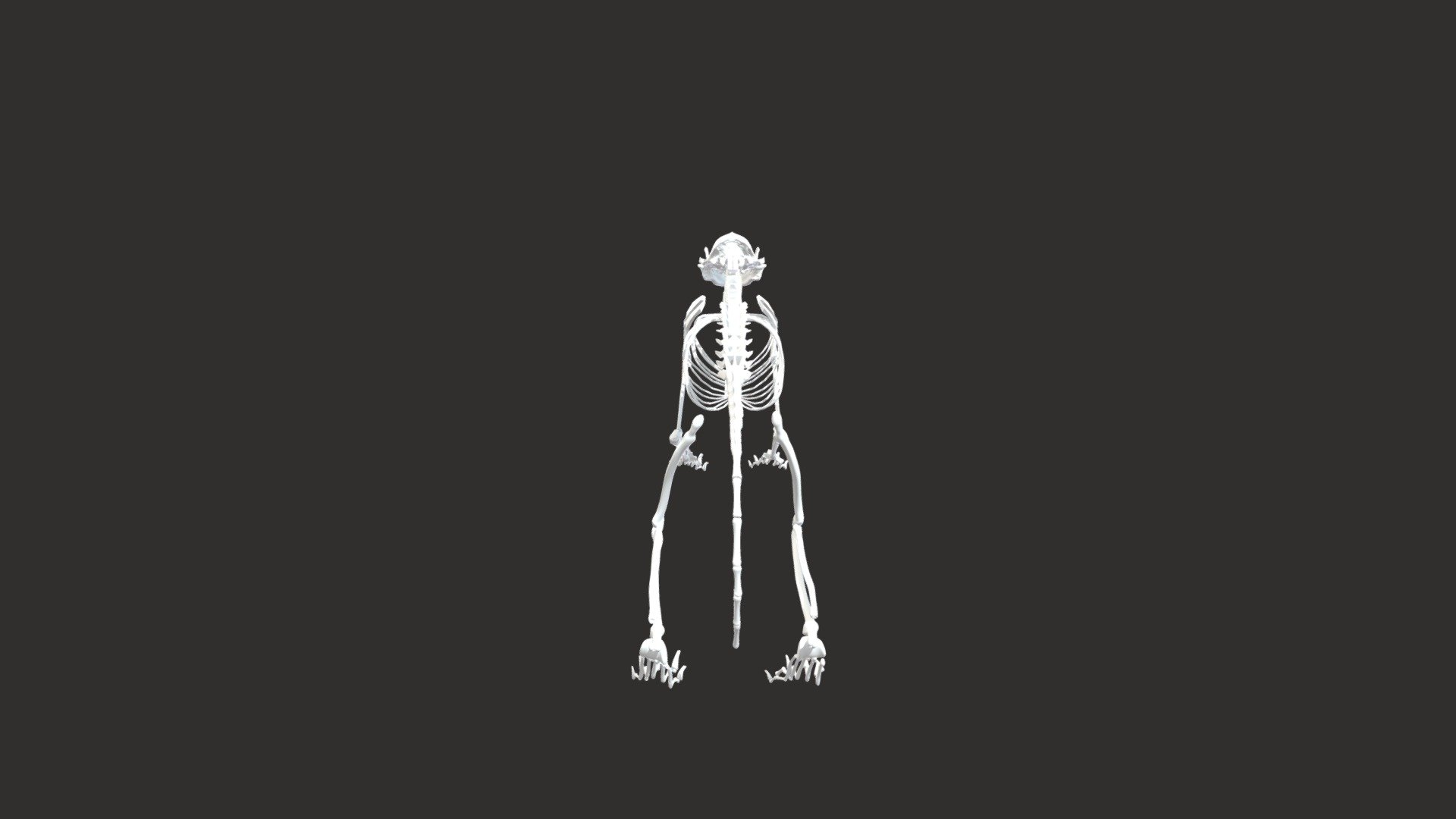Marten Skeleton - 3D model by life with a daemon (@vivtbotha) [f98a217 ...
