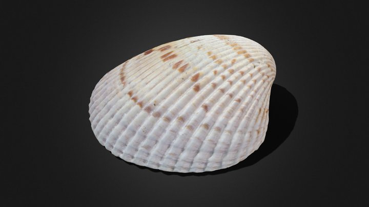 Seashell 3D models - Sketchfab