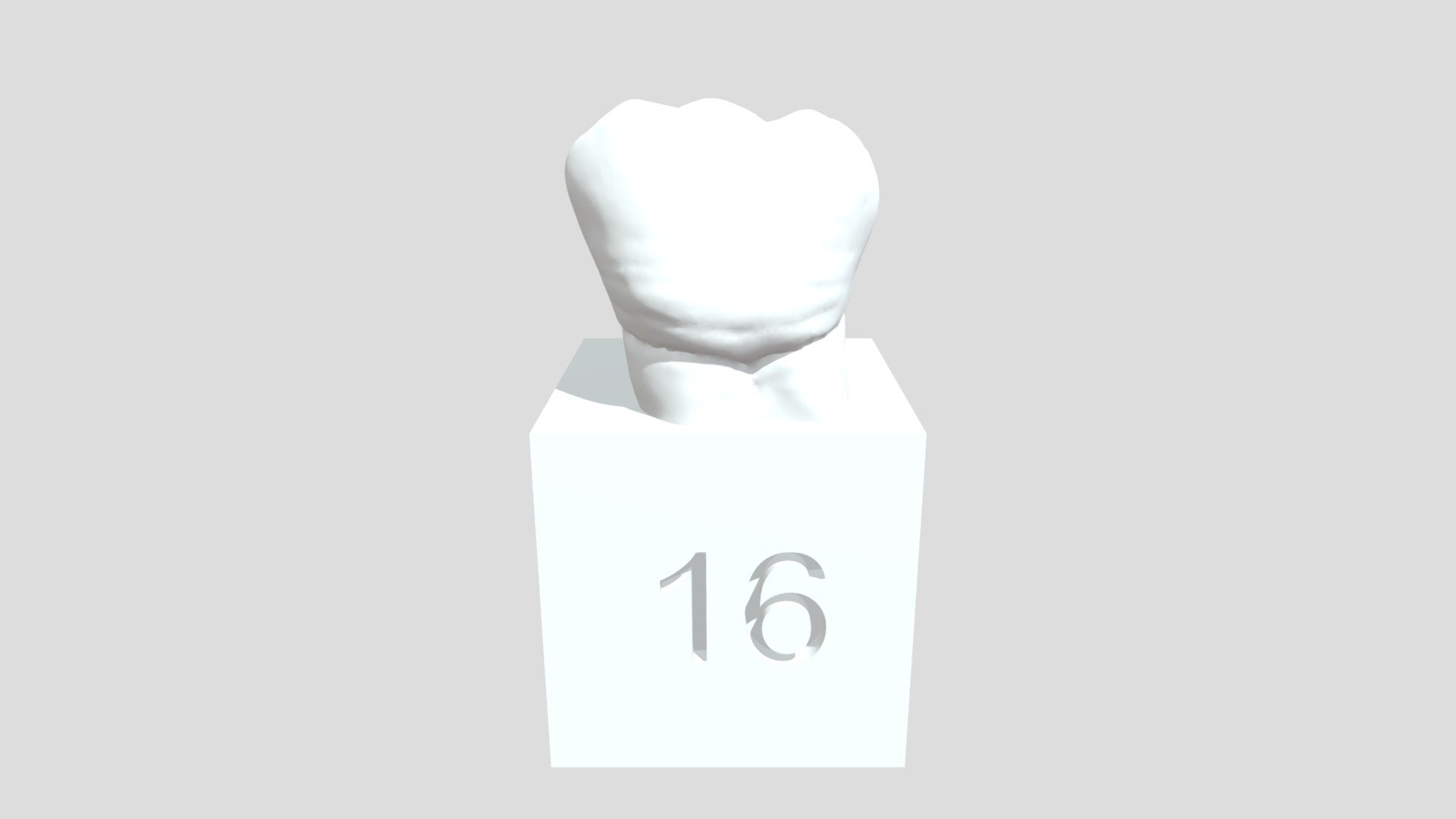 16 tooth anatomy morphology - 3D model by orzin [f99cbe6] - Sketchfab
