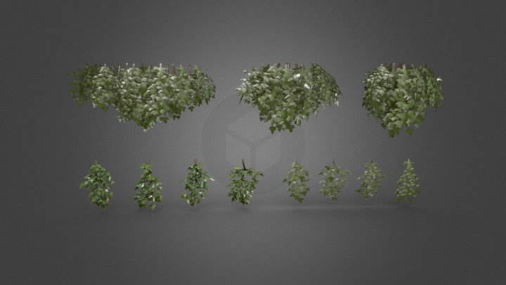 Vines 3D models - Sketchfab
