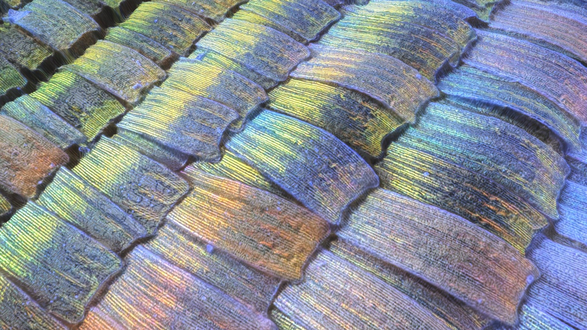 Sunset moth 45x - 3D model by ADi (@AD-i) [f99f3ec] - Sketchfab