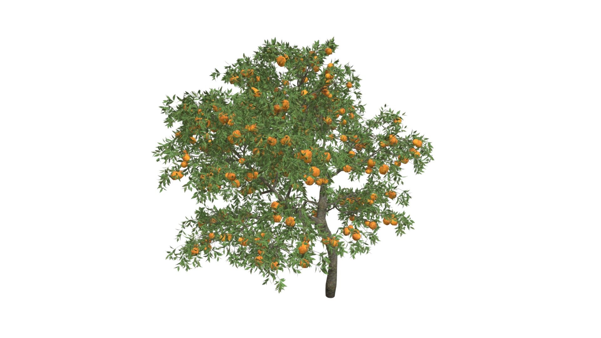 Orange Tree #10 - Buy Royalty Free 3D model by meshshape [f9a1083 ...