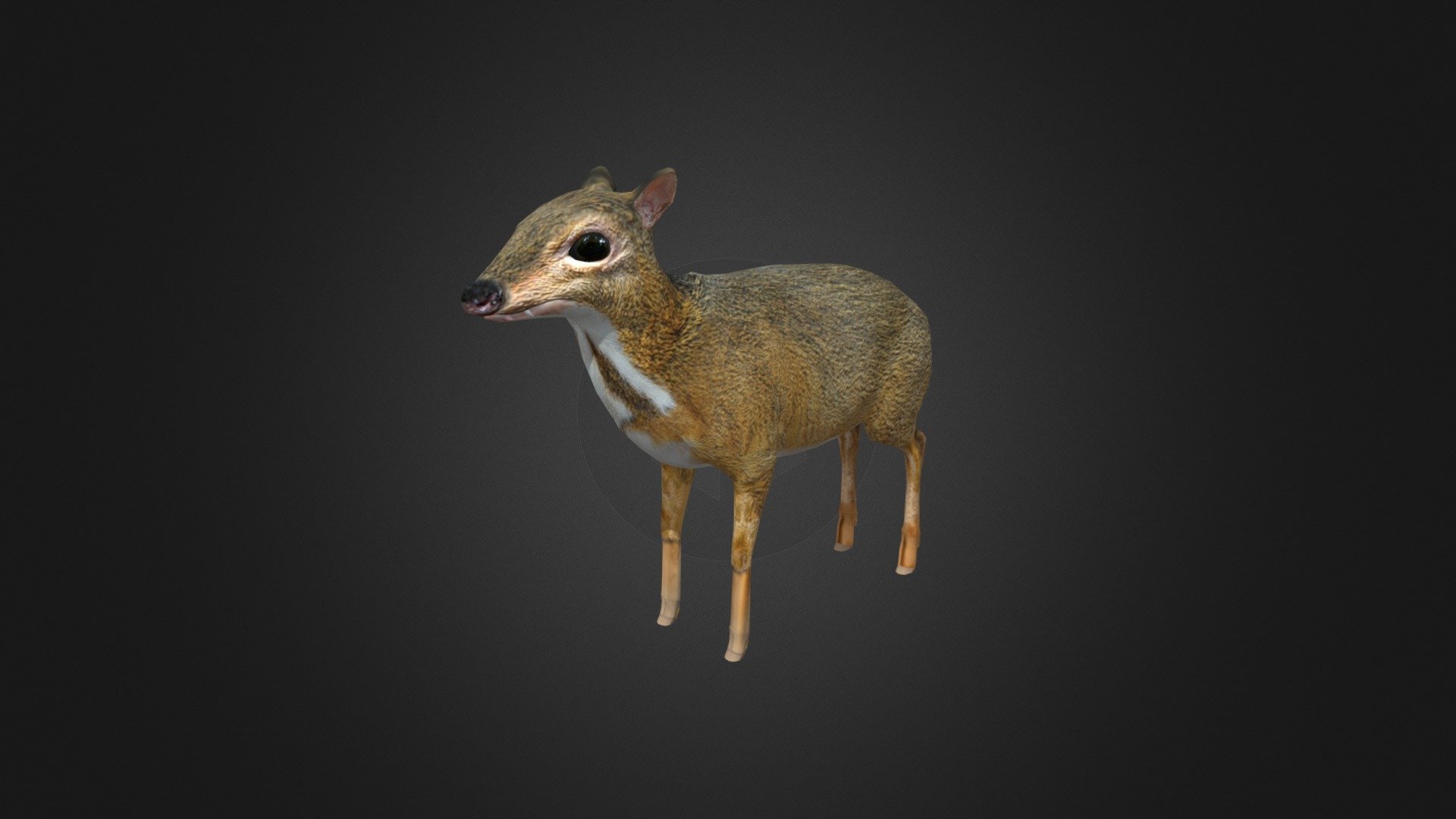 Lesser Mousedeer_v004- - 3D model by M 3D (@mbagidea) [f9a6563] - Sketchfab