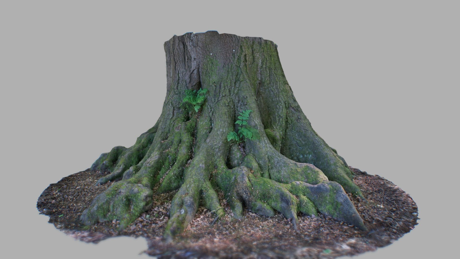 Tree Base - Download Free 3D model by stuff scanner (@boypuff) [f9b636b ...