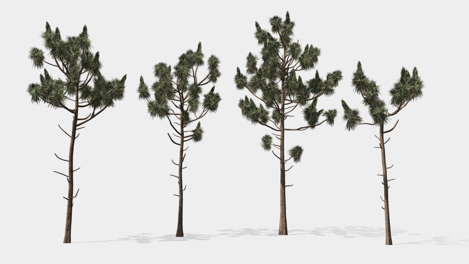 Longleaf pine young trees - Buy Royalty Free 3D model by OleksiyFoliage [f9bb0aa] - Sketchfab Store