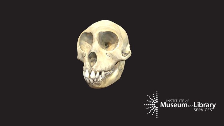 Macaca 3D models - Sketchfab
