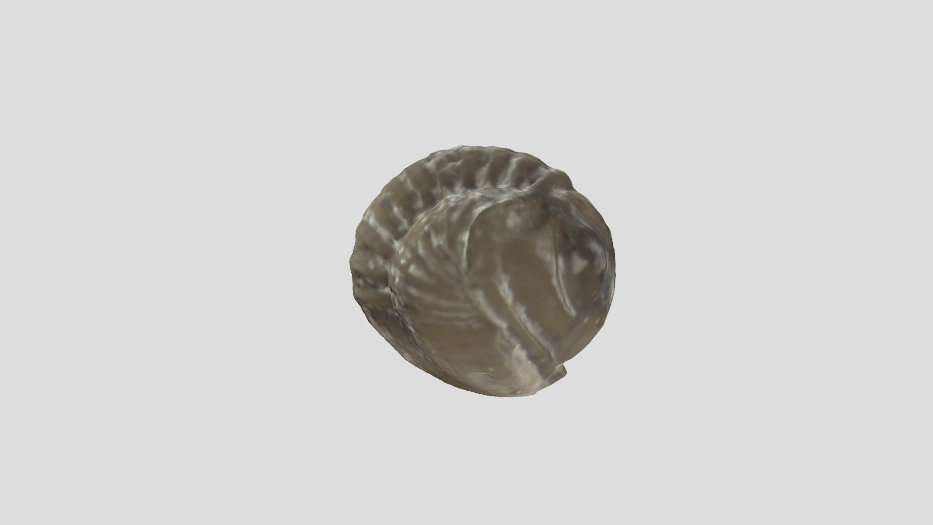 Balled-up Trilobite 8 - Download Free 3D model by UIPaleoRepository ...