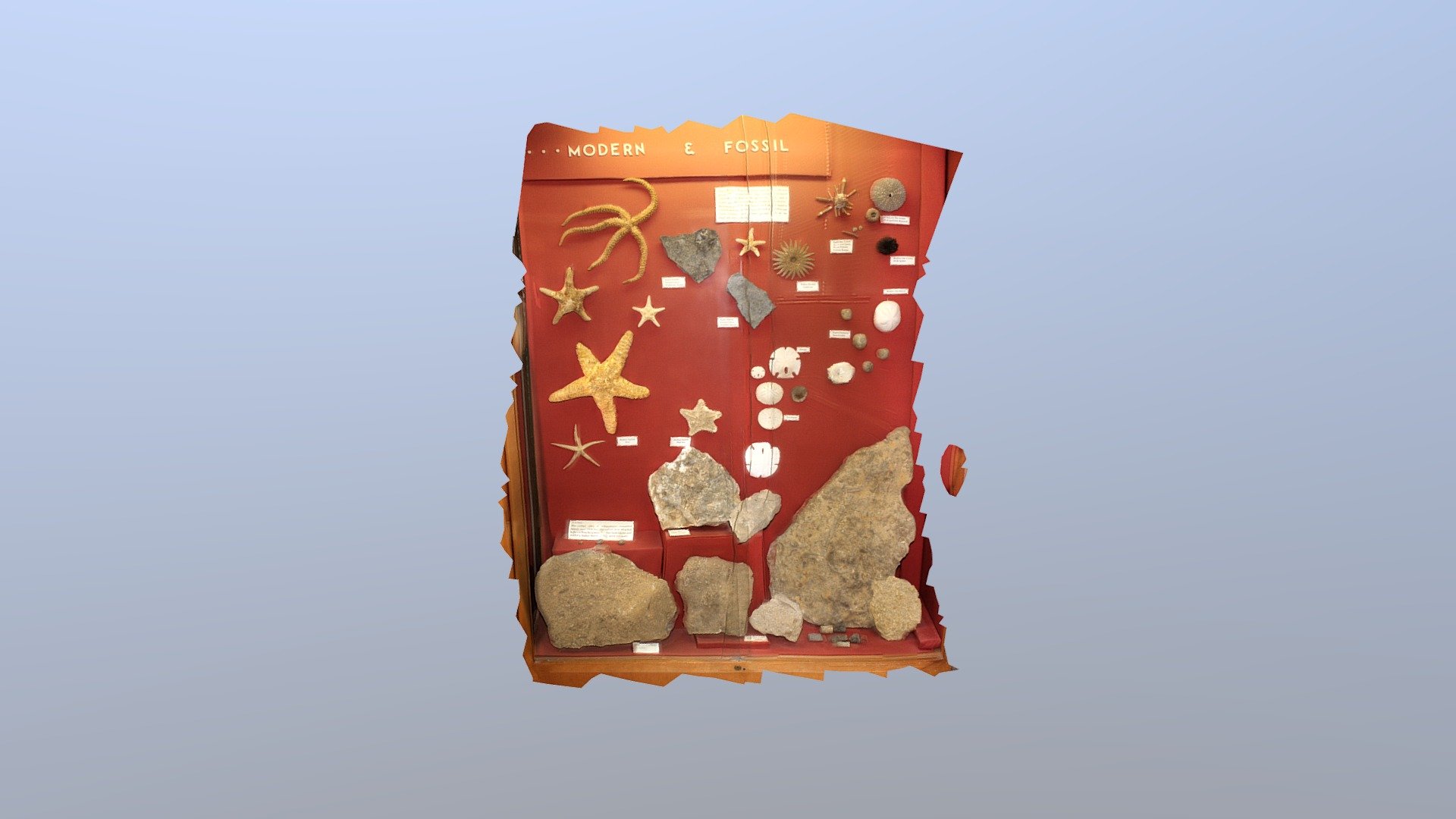 Modern Fossils Display Case [Test] - 3D model by ESUEarthSci [f9c2e90 ...