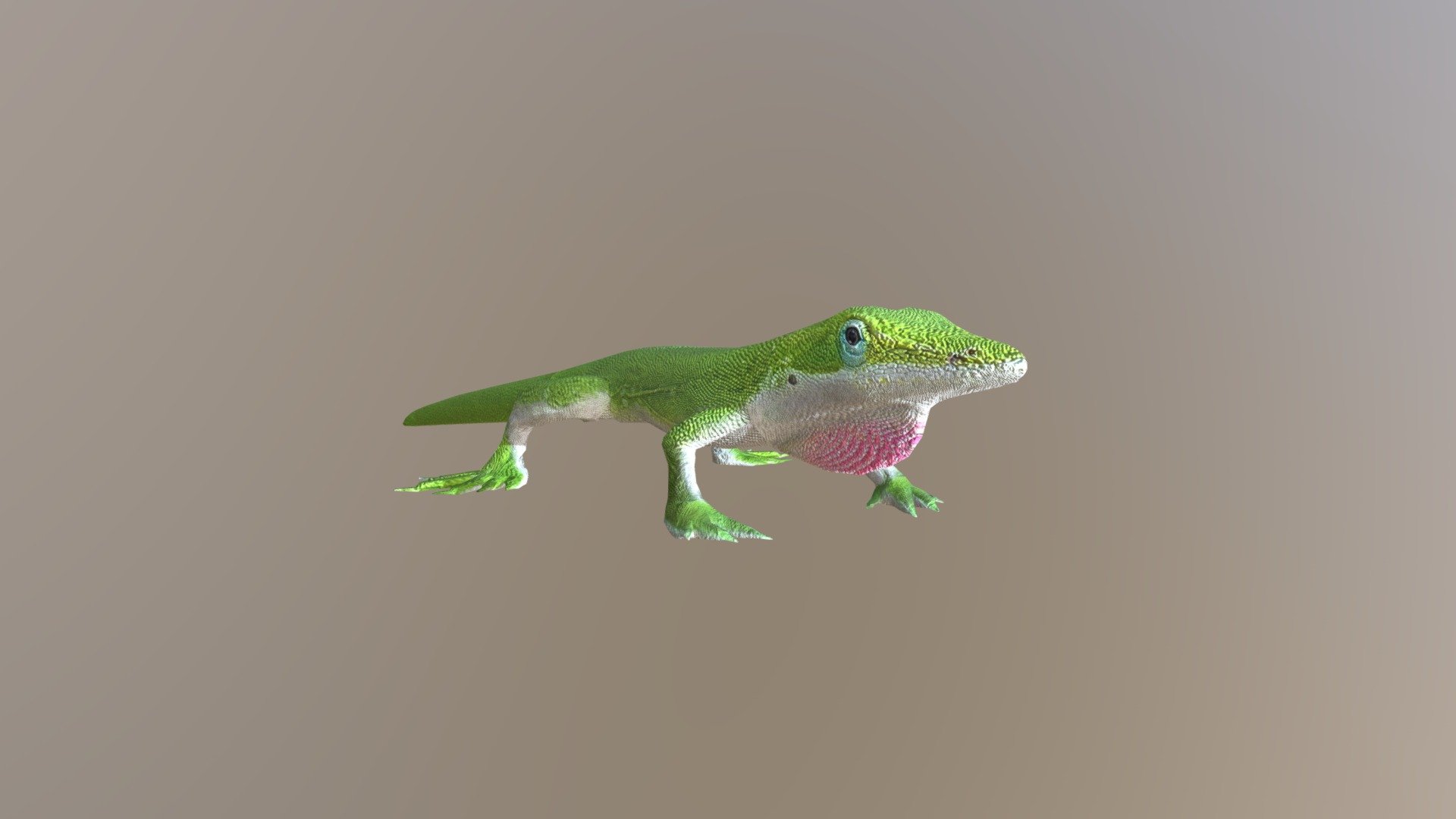 Anole Lizard / Carolina anole - Buy Royalty Free 3D model by 3dlowpoly ...